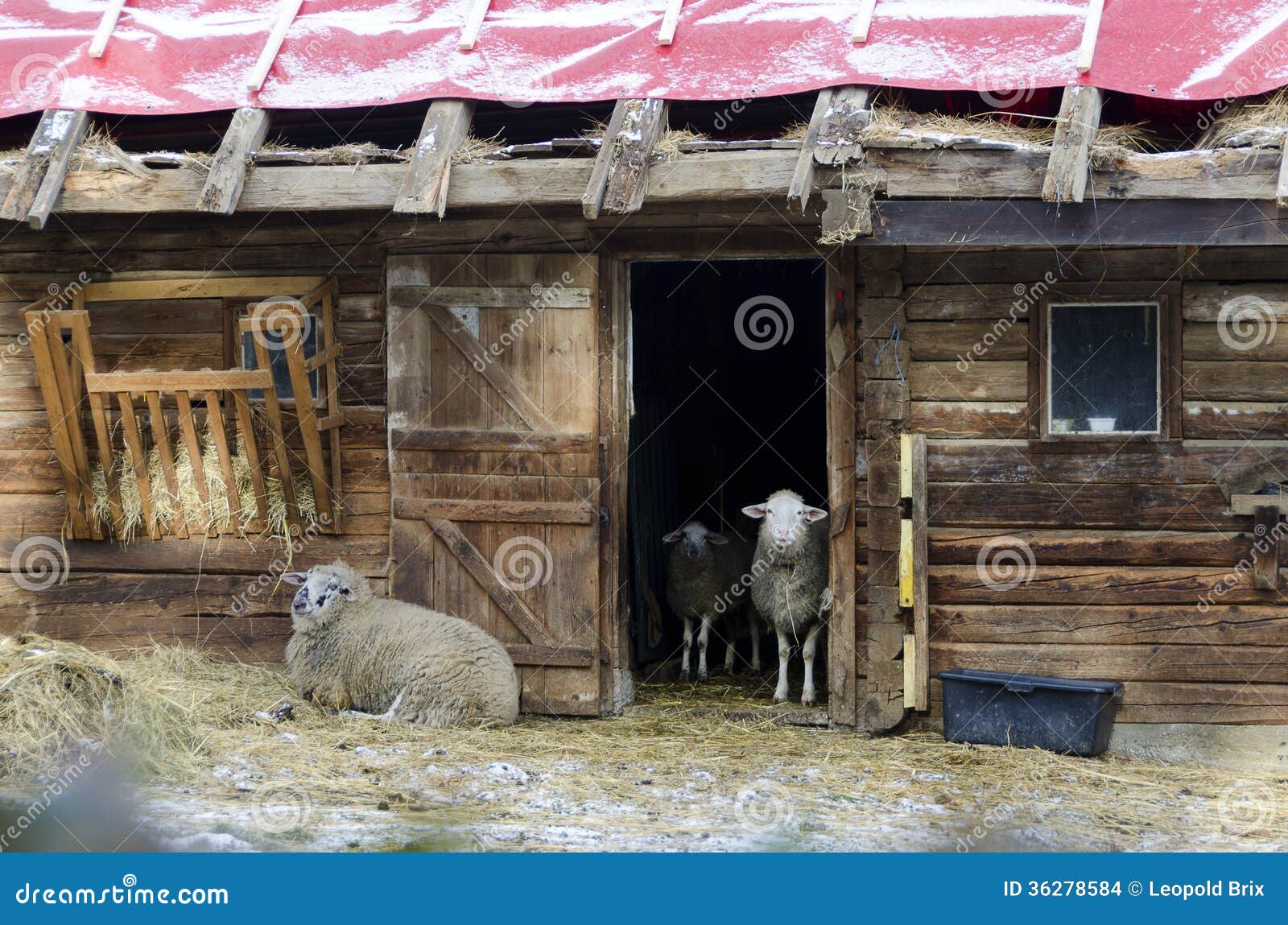 Establo De Madera Con Las Ovejas Foto de archivo - Imagen de rancho ...