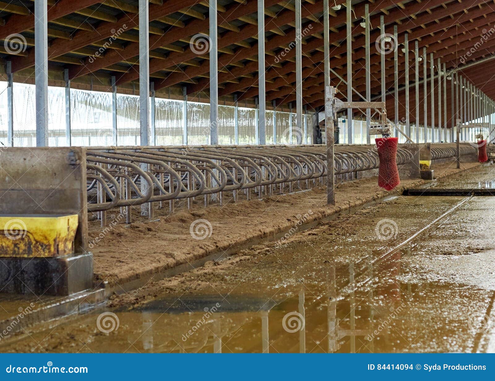 Establo Del Establo En La Granja Lechera Foto de archivo - Imagen de ...
