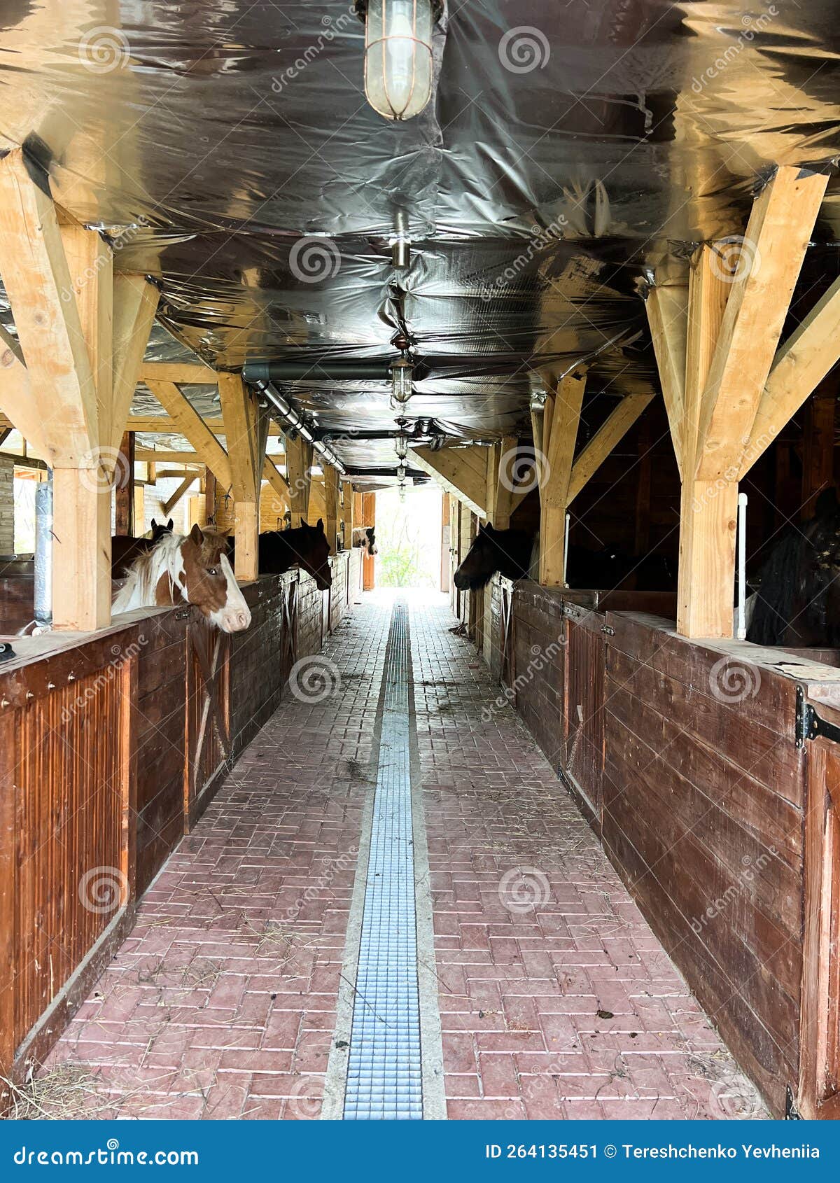Establo imagen de archivo. Imagen de estable, casta - 264135451