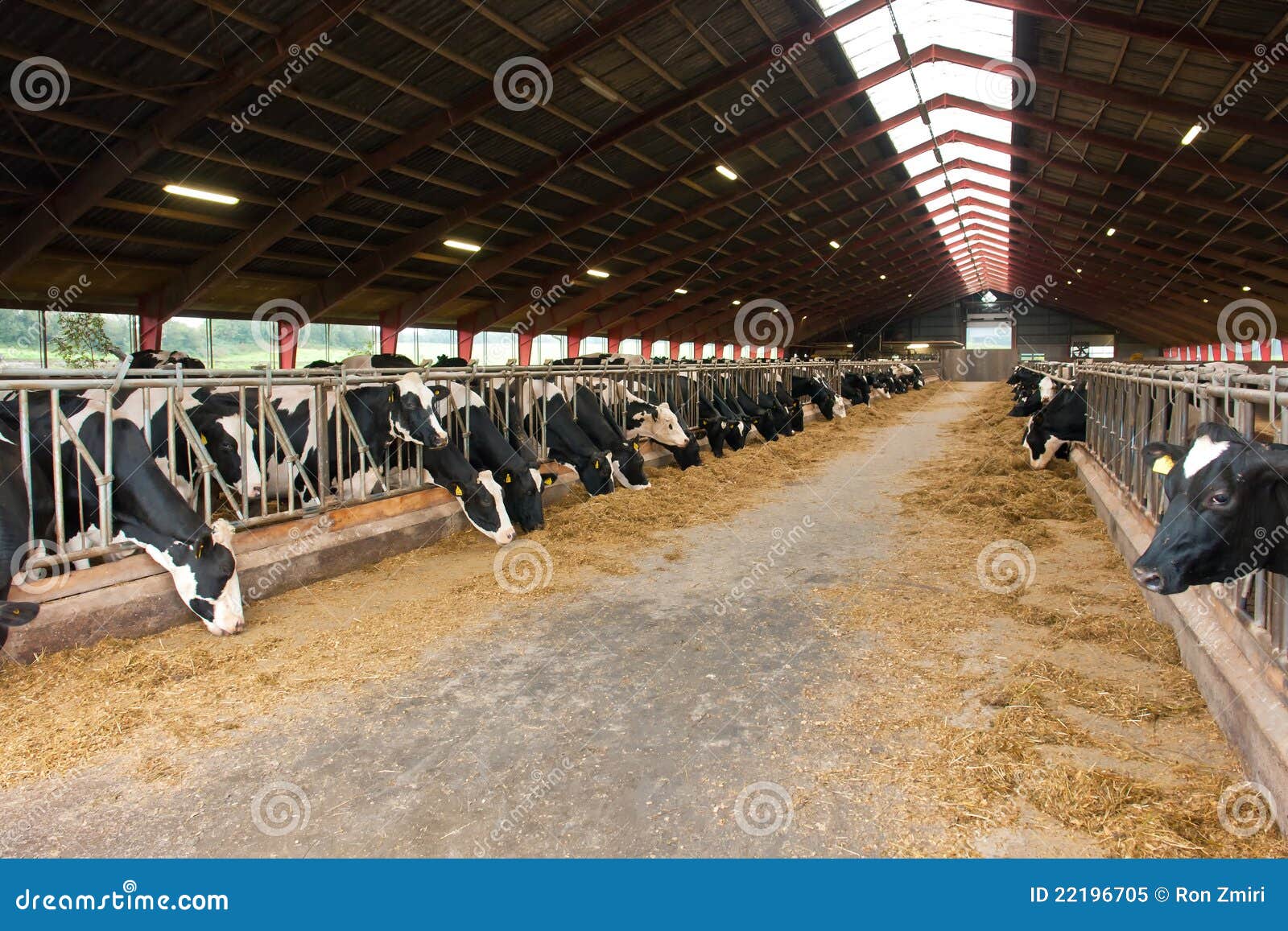 Establo Moderno De La Granja Con Las Vacas Imagen de archivo - Imagen ...