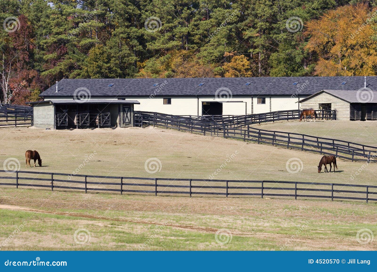 Establos del caballo foto de archivo. Imagen de palomino - 4520570