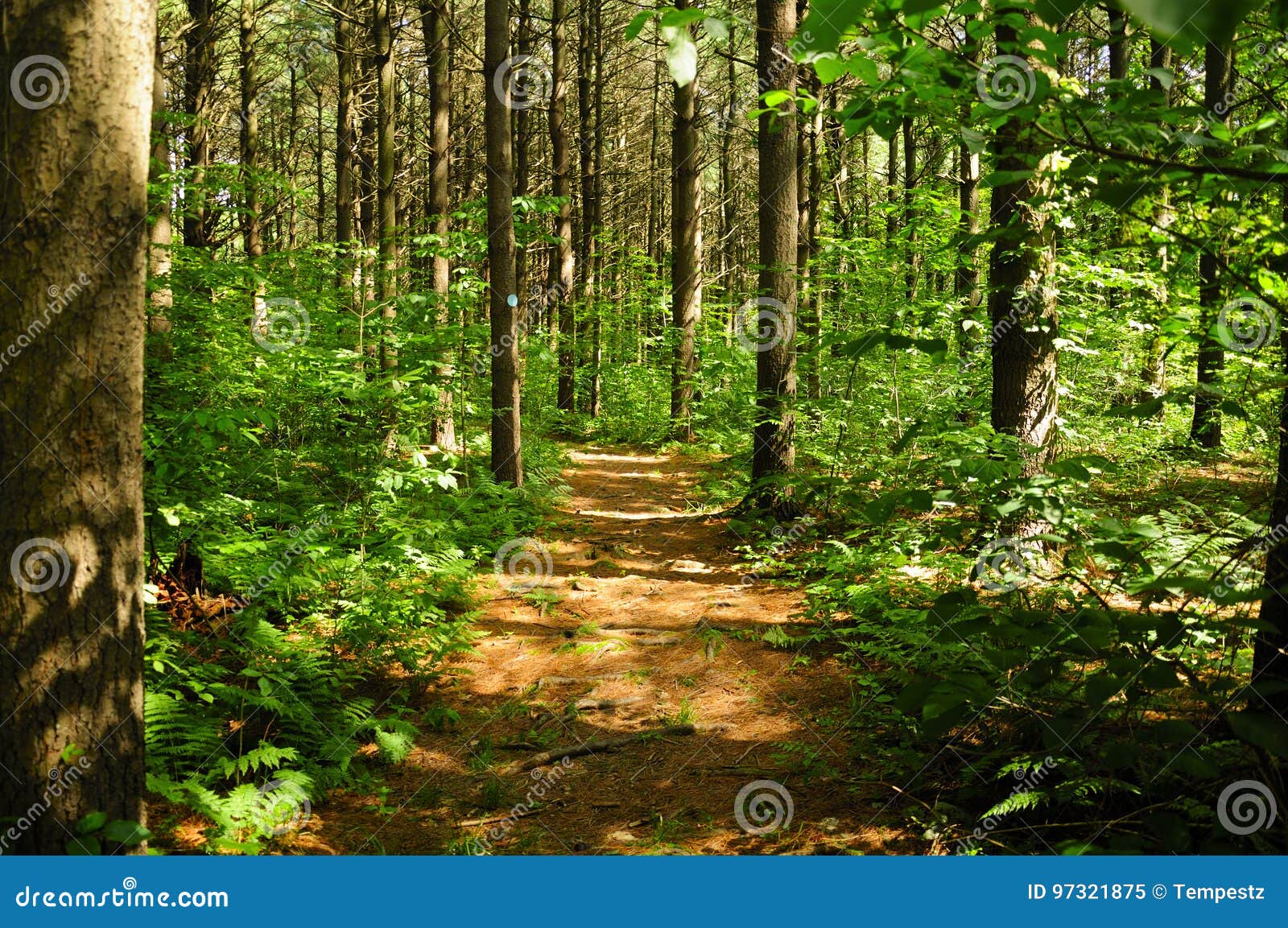 Estado Forest Connecticut De Topsmead Imagen de archivo - Imagen de ...