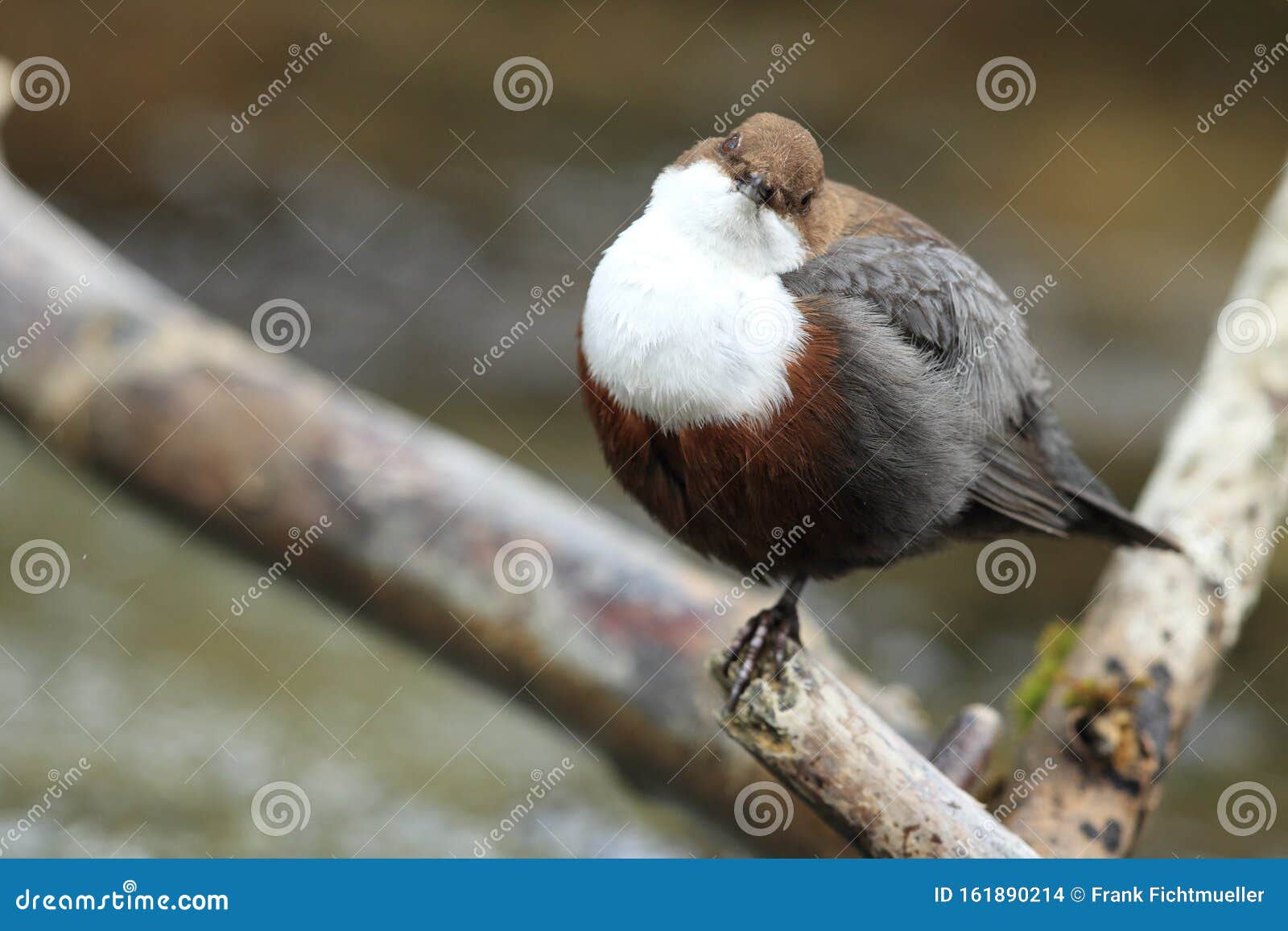 Estampador De Gargala Branca, Alemanha Foto de Stock - Imagem de fluir ...