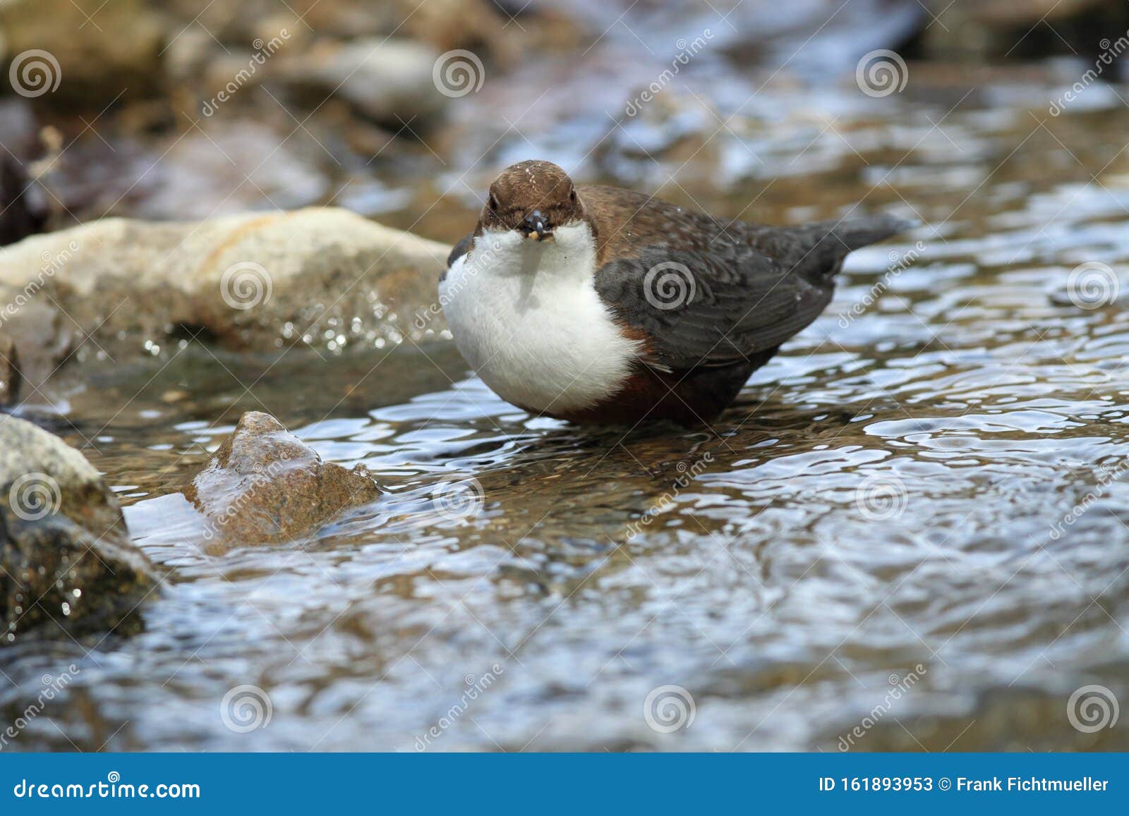 Estampador De Gargala Branca, Alemanha Imagem de Stock - Imagem de ...