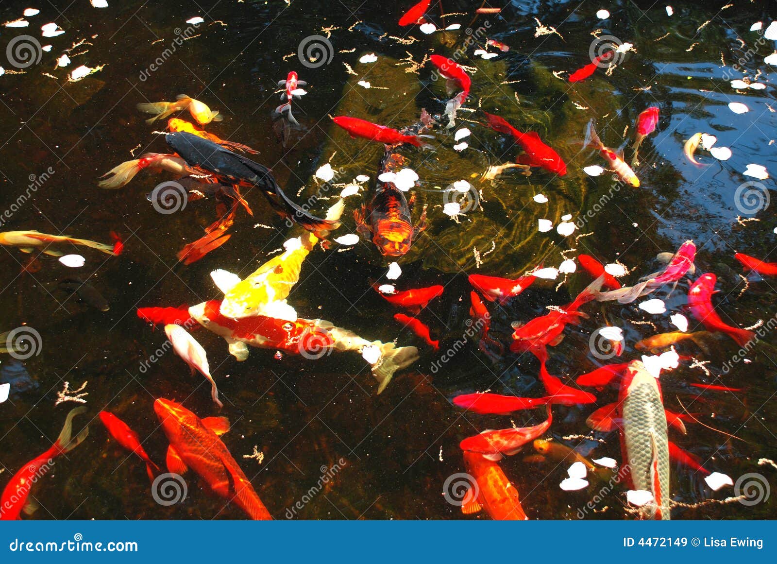 Estanque De Peces De Koi Imagen. Imagen: 4472149