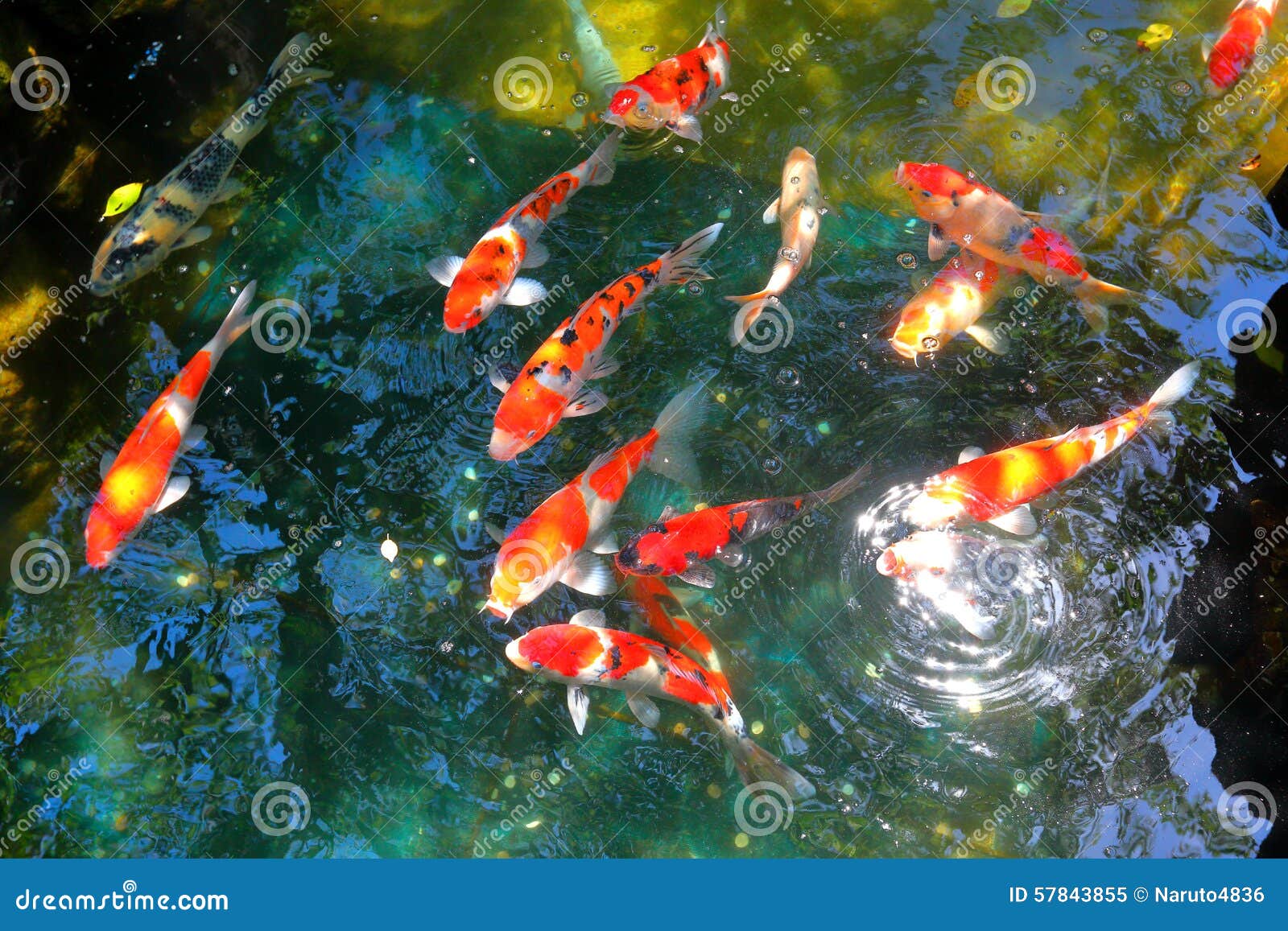 Estanque de peces de Koi imagen de archivo. Imagen de pescados - 57843855