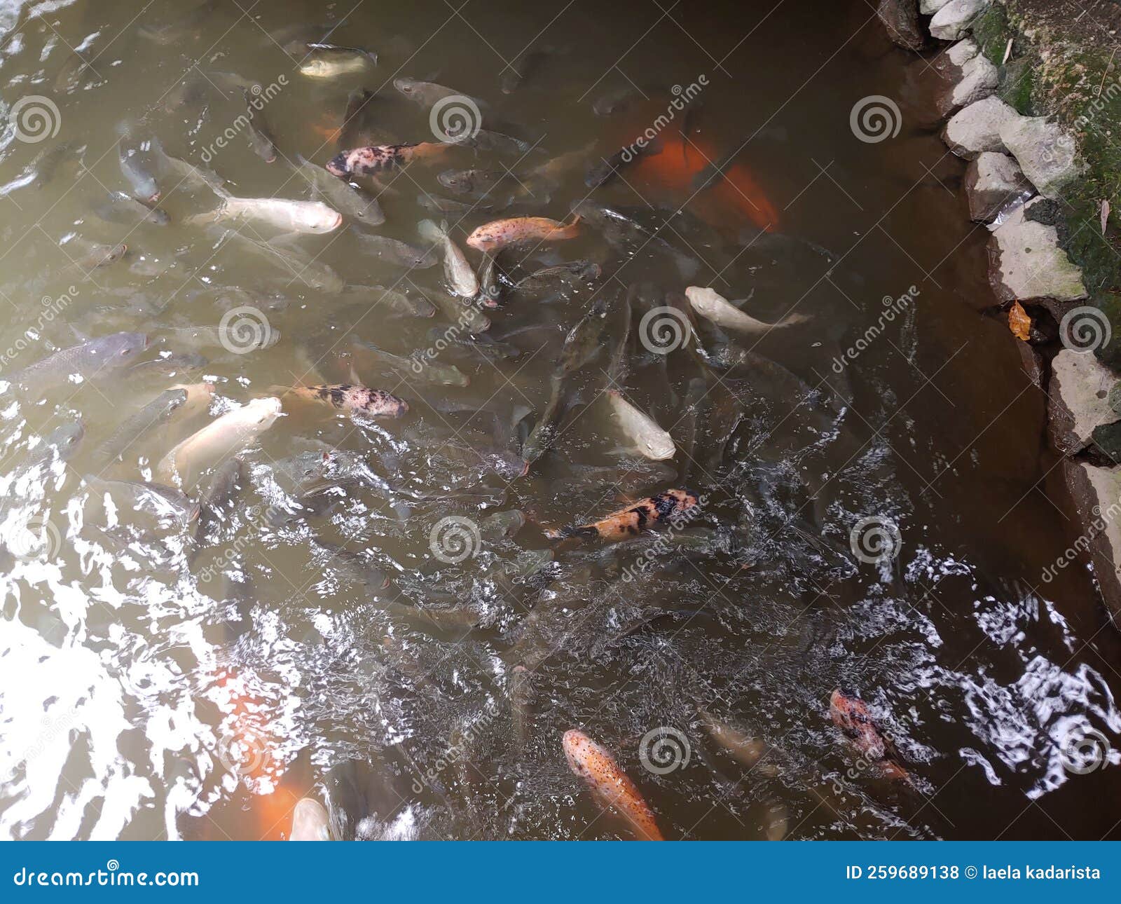 Estanques Con Peces En Una Granja De Truchas Foto de archivo - Imagen ...