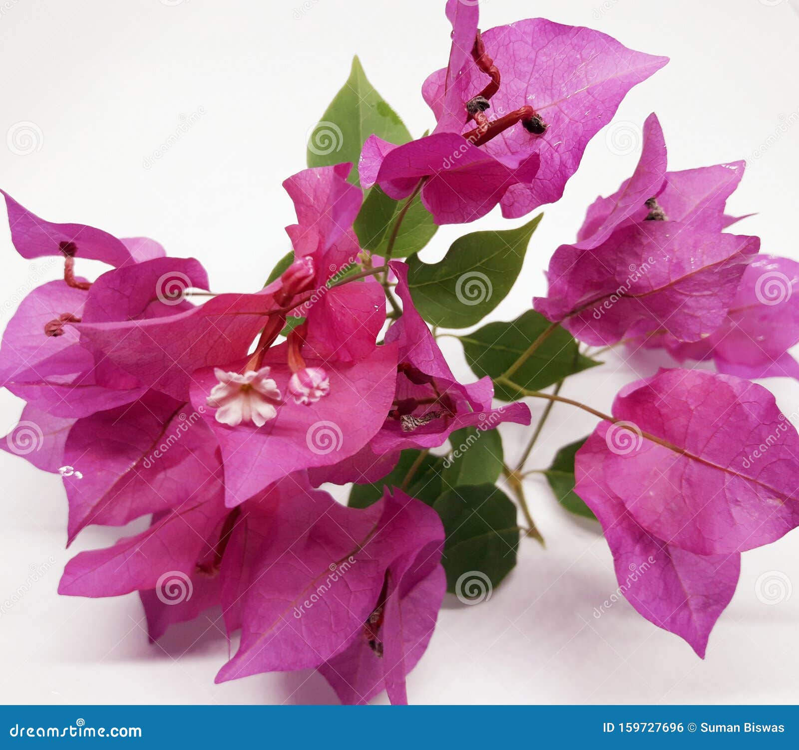 Estas Son Hermosas Flores Rosas, Kagaj, Kagaz Foto de archivo - Imagen ...