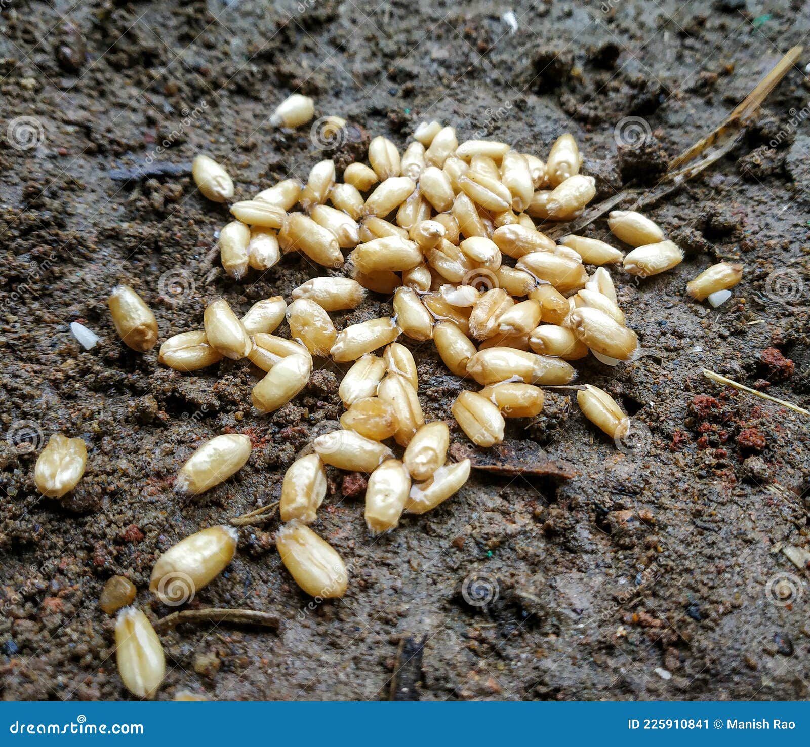 Estas Son Las Semillas De Trigo. Imagen de archivo - Imagen de pista ...
