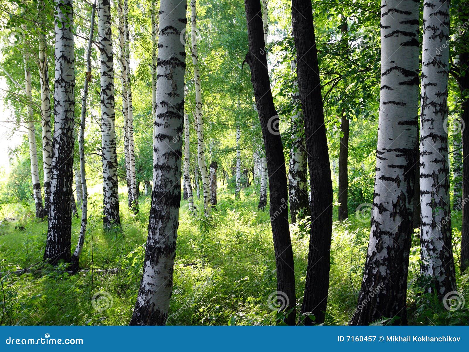 Estate Della Foresta Della Betulla Immagine Stock - Immagine di pianta ...