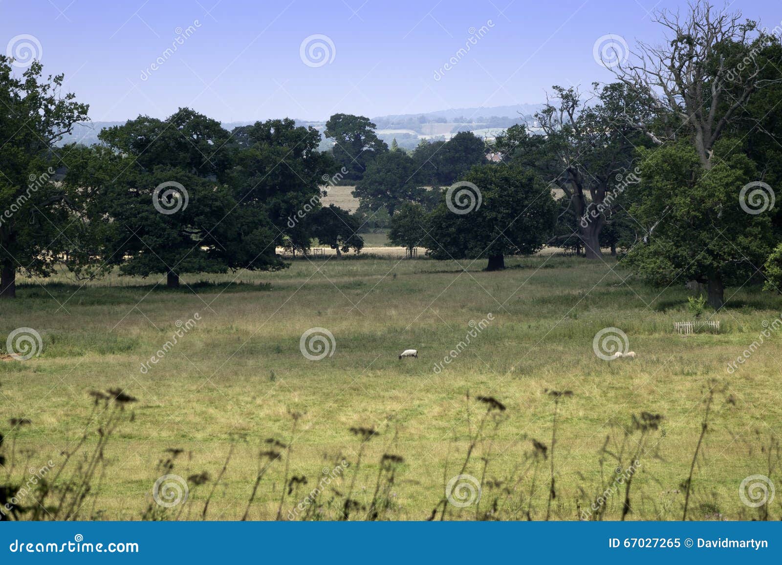 Estate stock image. Image of peaceful, country, scenic - 67027265