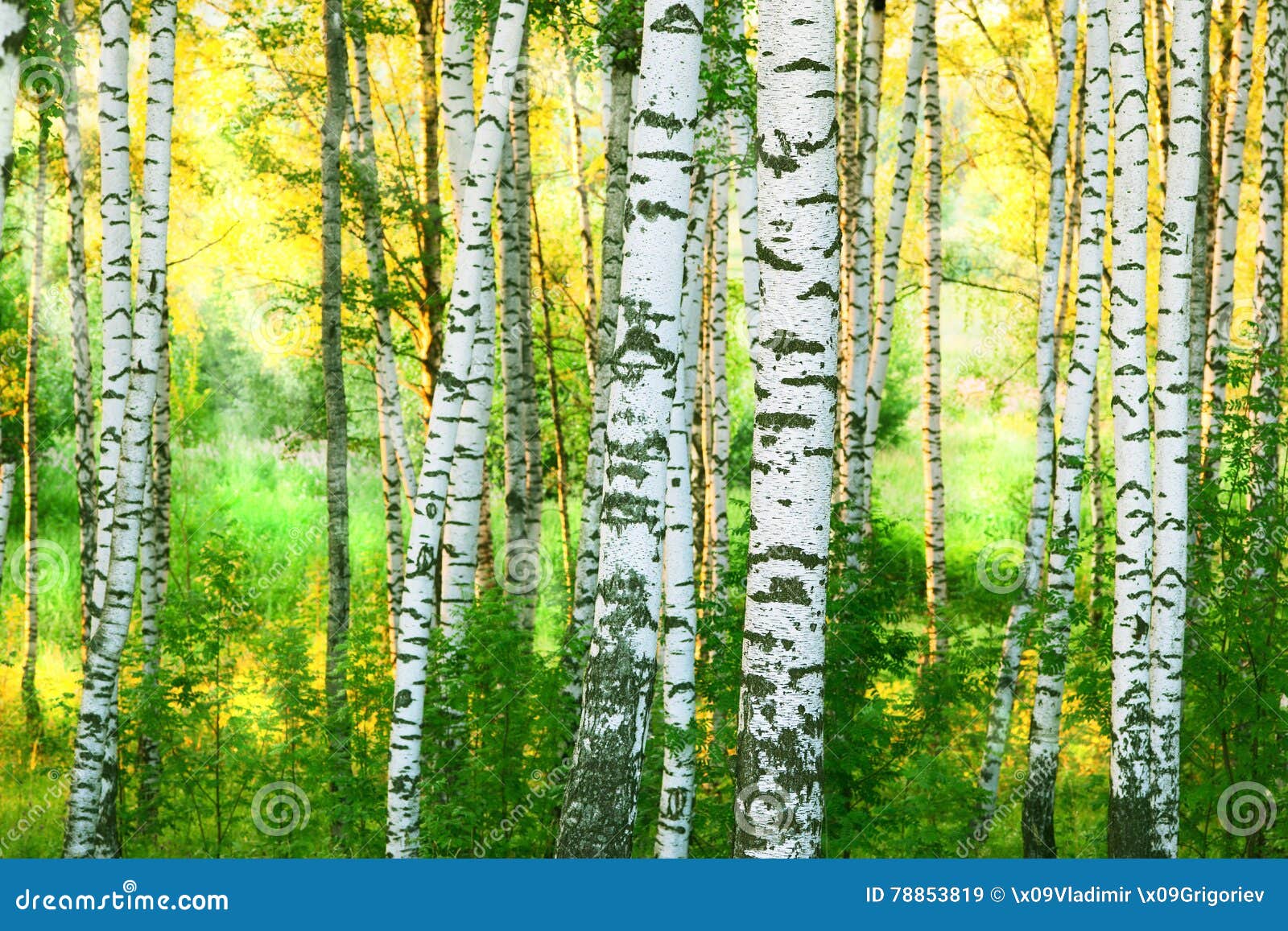 Estate Nella Foresta Della Betulla Immagine Stock - Immagine di ...