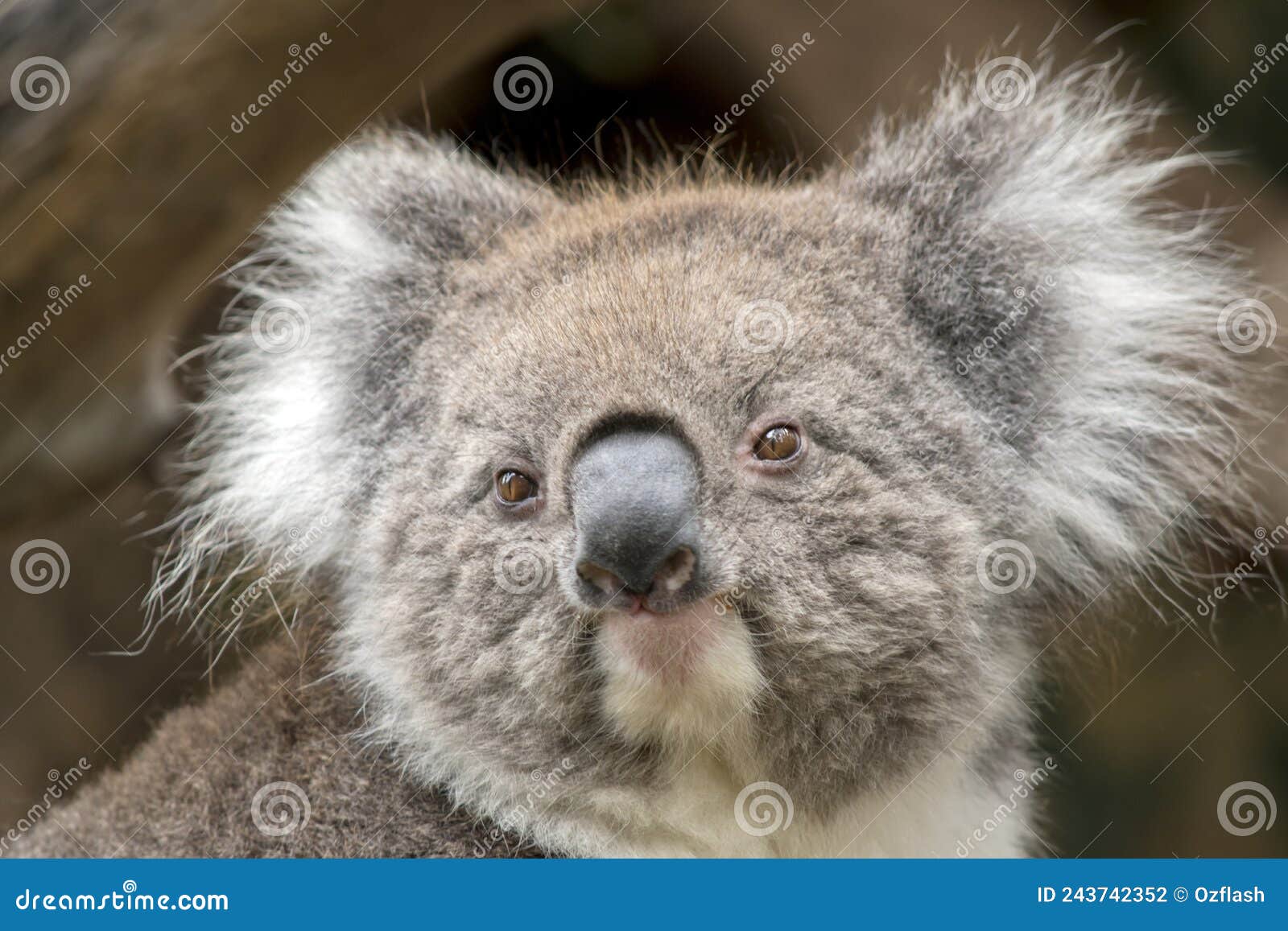 Este Es Un Acercamiento a Un Koala Australiano Foto de archivo - Imagen ... Este Es Un Acercamiento a Un Koala Australiano Foto de archivo - Imagen ...