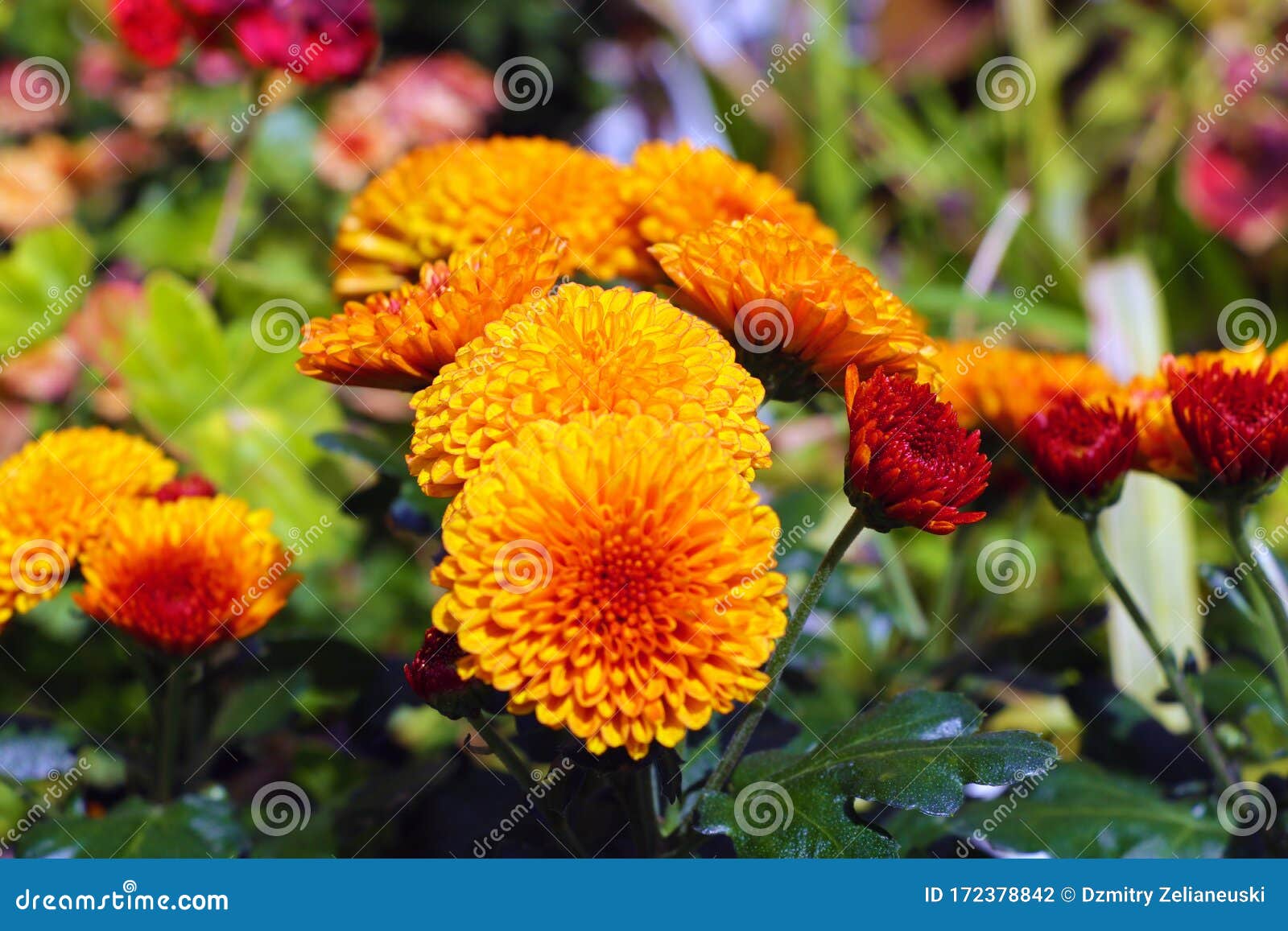 Este Es Un Hermoso Crisanto Rosa Crisantemo Foto de archivo - Imagen de ...
