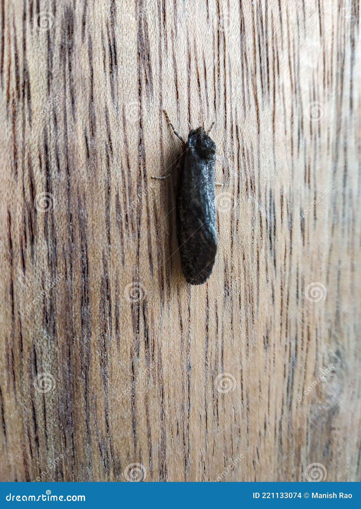 Este Insecto Deambula Por La Puerta De La Madera. Foto de archivo ...