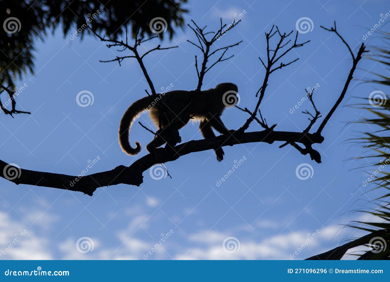 Este Tipo De Simio Es Muy Raro En Brasil. Foto de archivo - Imagen de ...