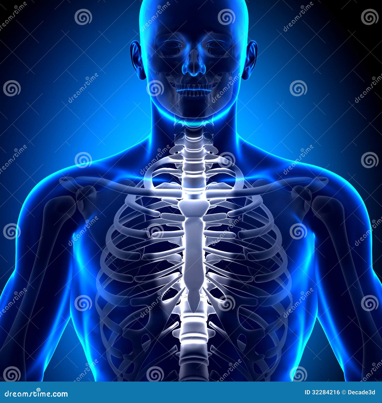 Esterno - Ossos Da Anatomia Ilustração Stock - Ilustração de osso ...