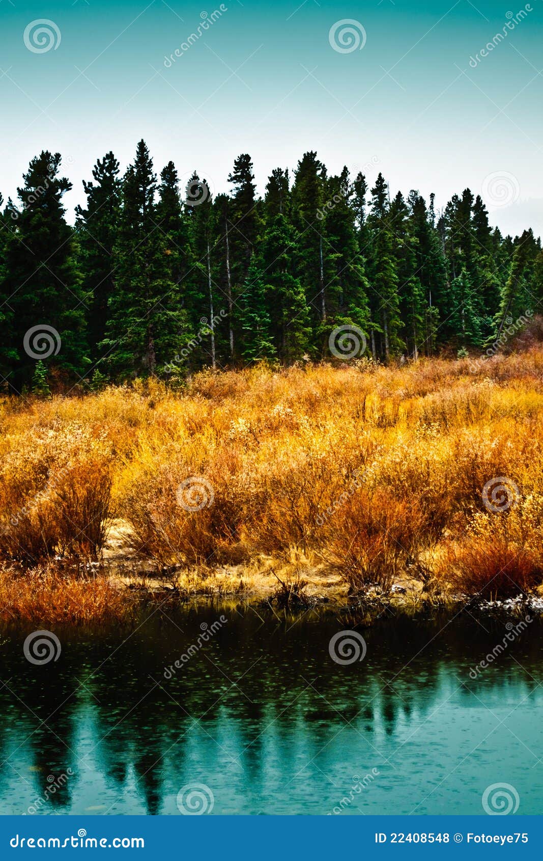 Estes Park, CO Sprague Lake Stock Photo - Image of trees, raindrops ...