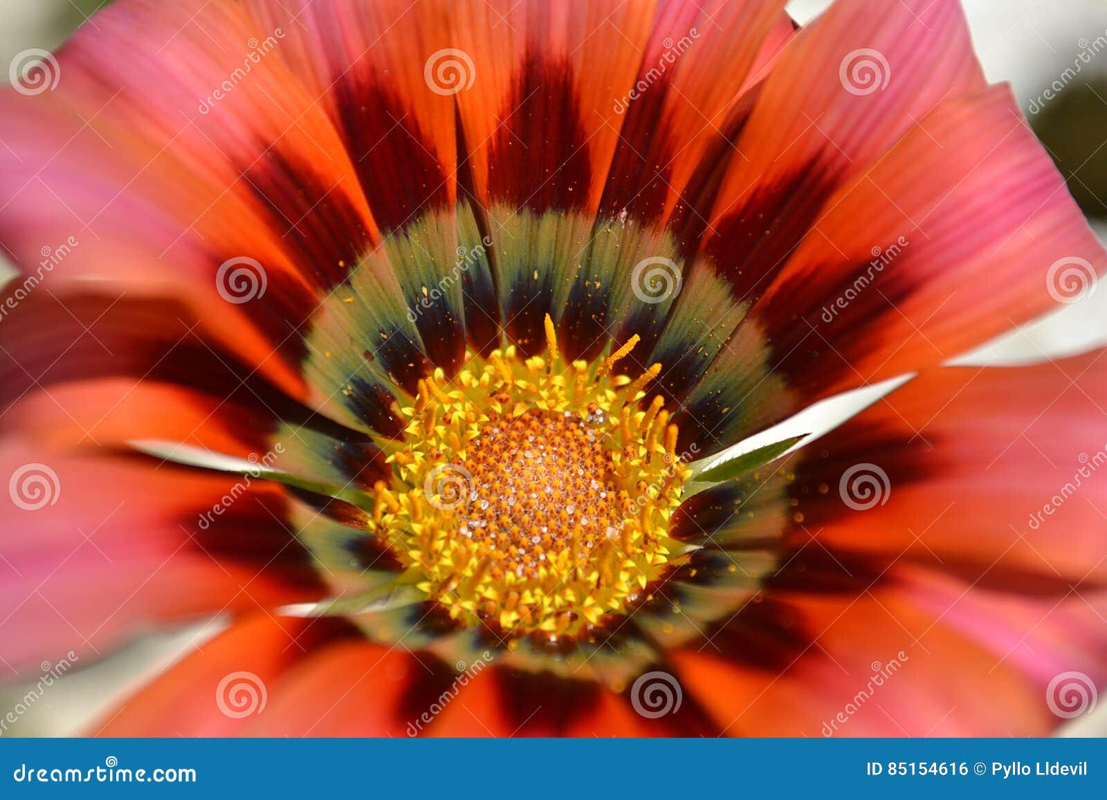 Estigma de la flor foto de archivo. Imagen de aldea, rocas - 85154616