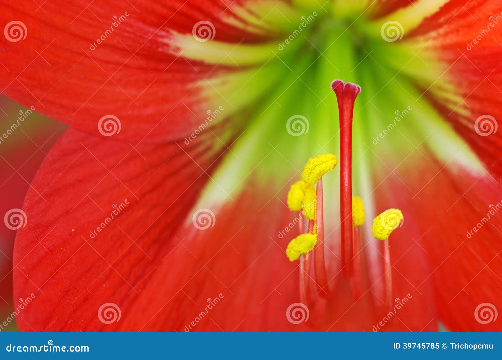 Estigma Y Estambre De La Flor Imagen de archivo - Imagen de agricultura ...