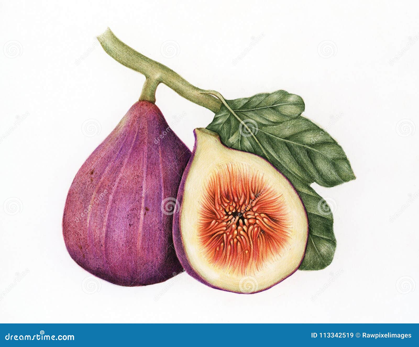 Estilo Del Dibujo Del Ejemplo Del Higo Stock de ilustración ...