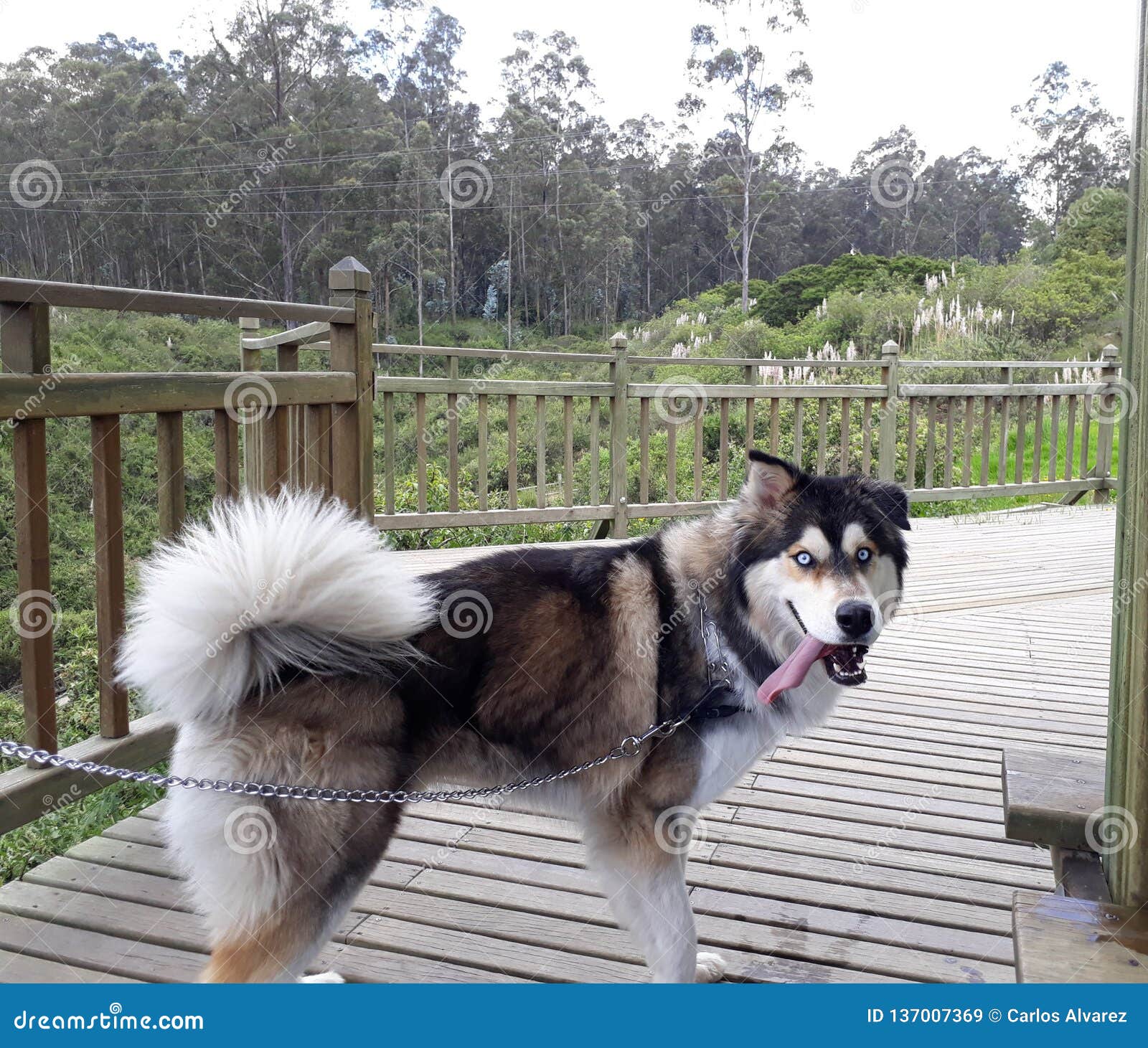 Estilo del perro imagen de archivo. Imagen de parque - 137007369