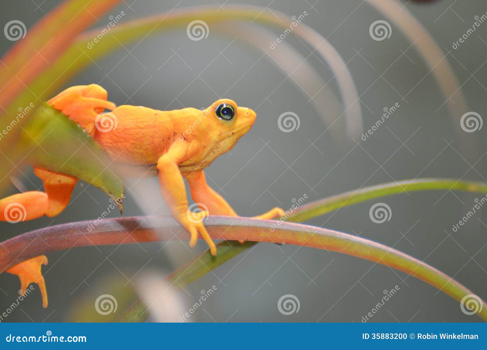 Estirar la rana de oro 4 foto de archivo. Imagen de hojas - 35883200