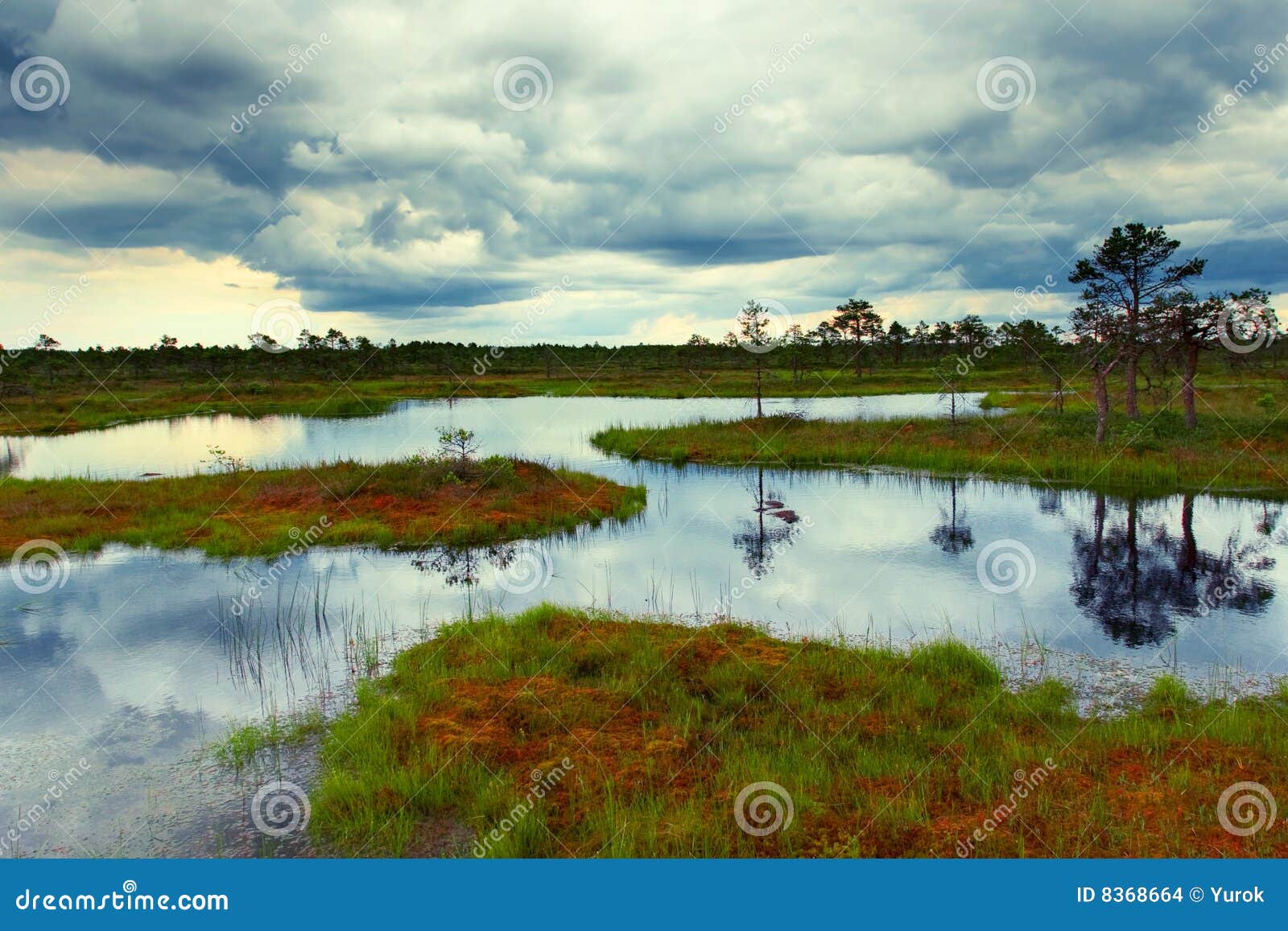 Estlands moeras stock foto. Image of ecologie, zomer, groen - 8368664