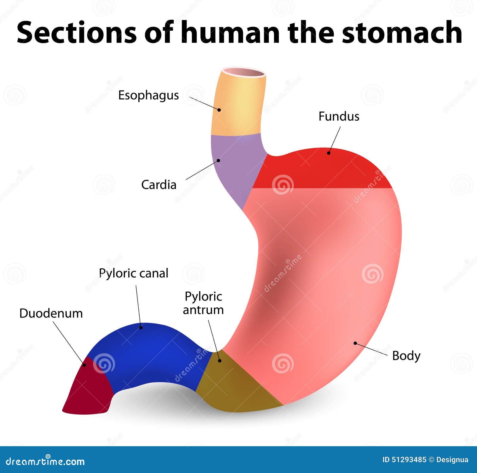 Estómago Humano Ilustración del Vector - Imagen: 51293485