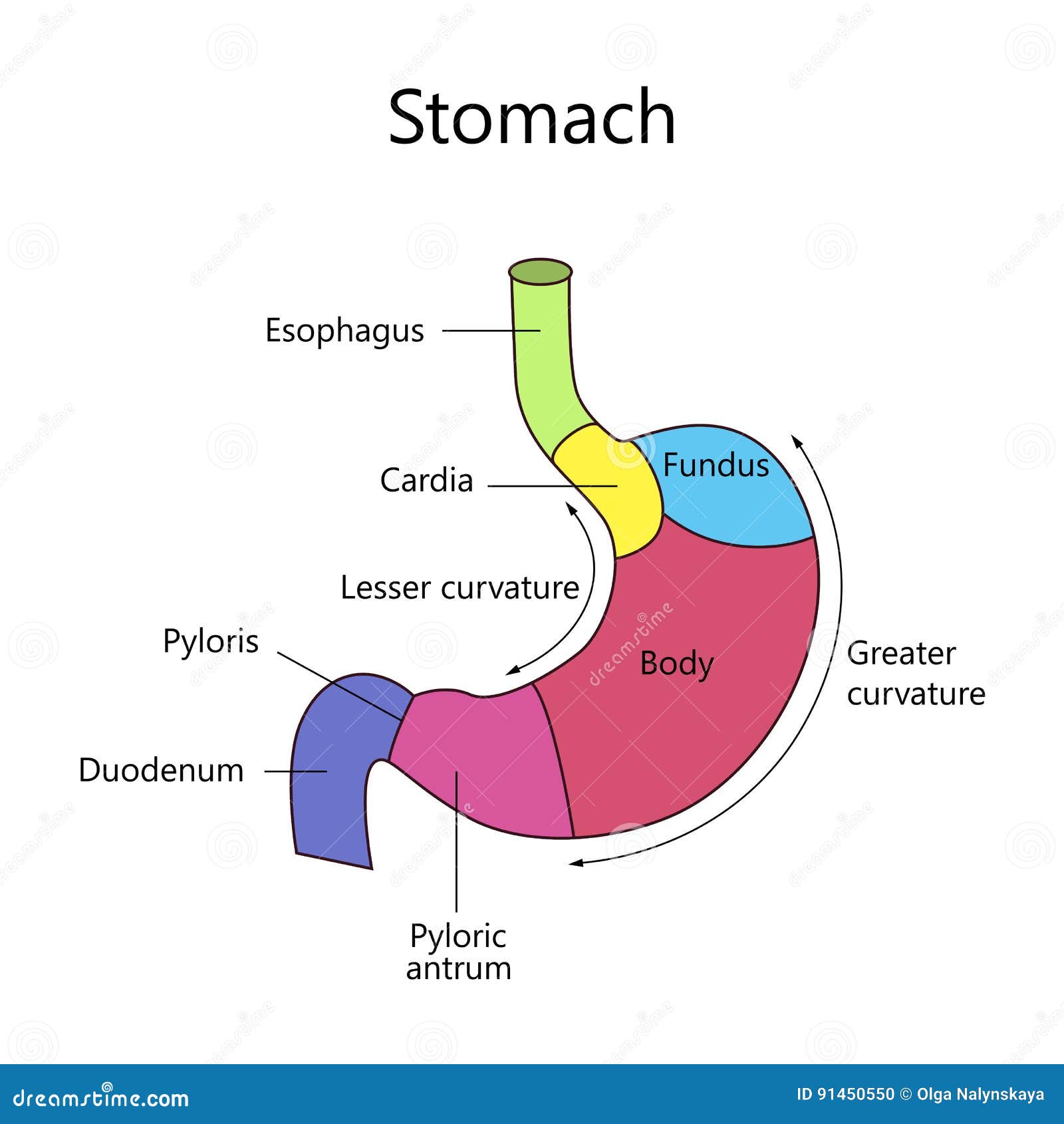 Estomac D'humain De Structure Interne Illustration de Vecteur ...