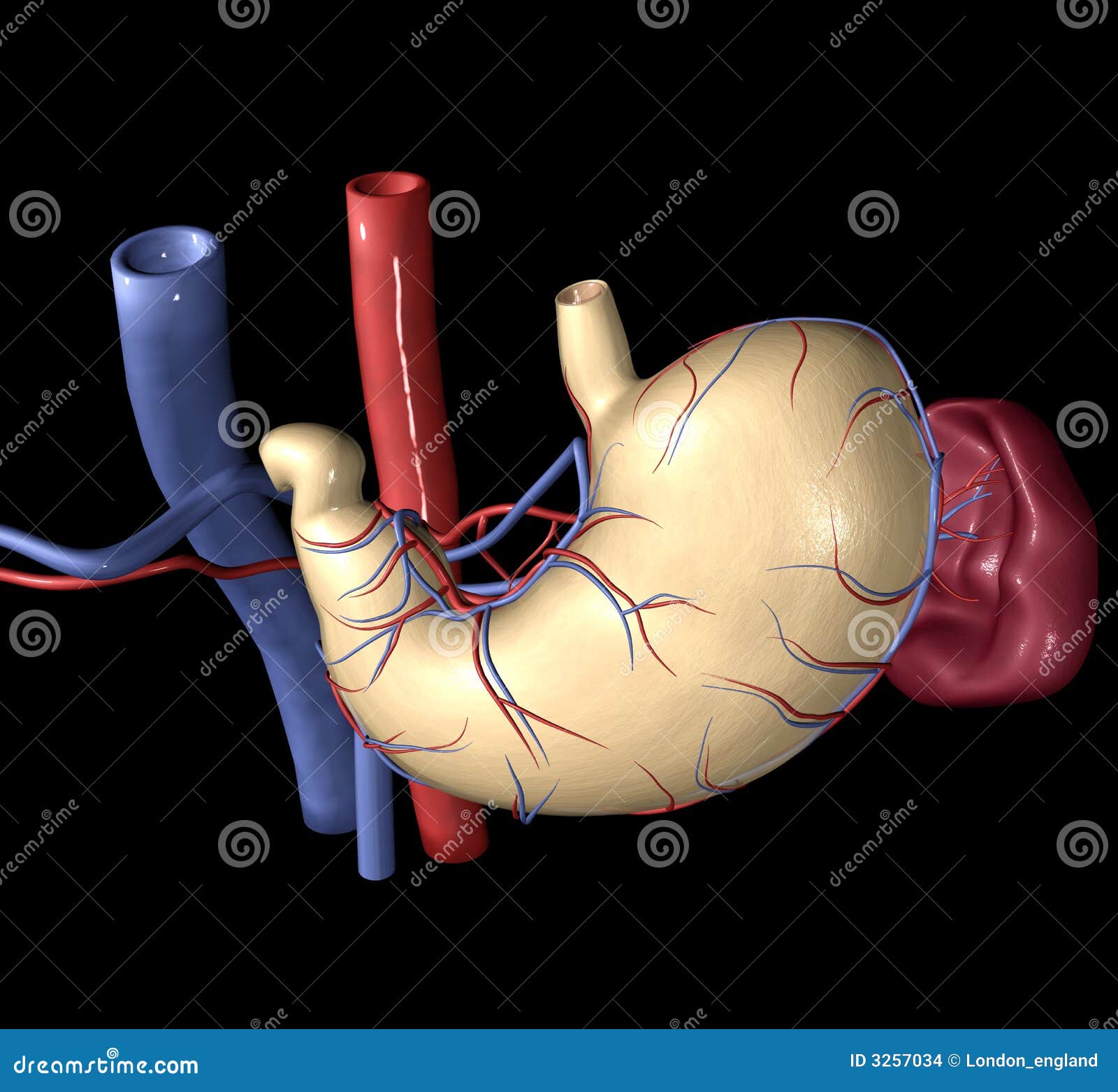 Estomac et rate illustration stock. Illustration du aorte - 3257034