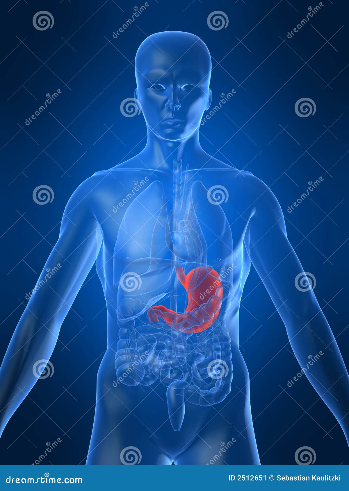 Estomac humain illustration stock. Illustration du biologie - 2512651