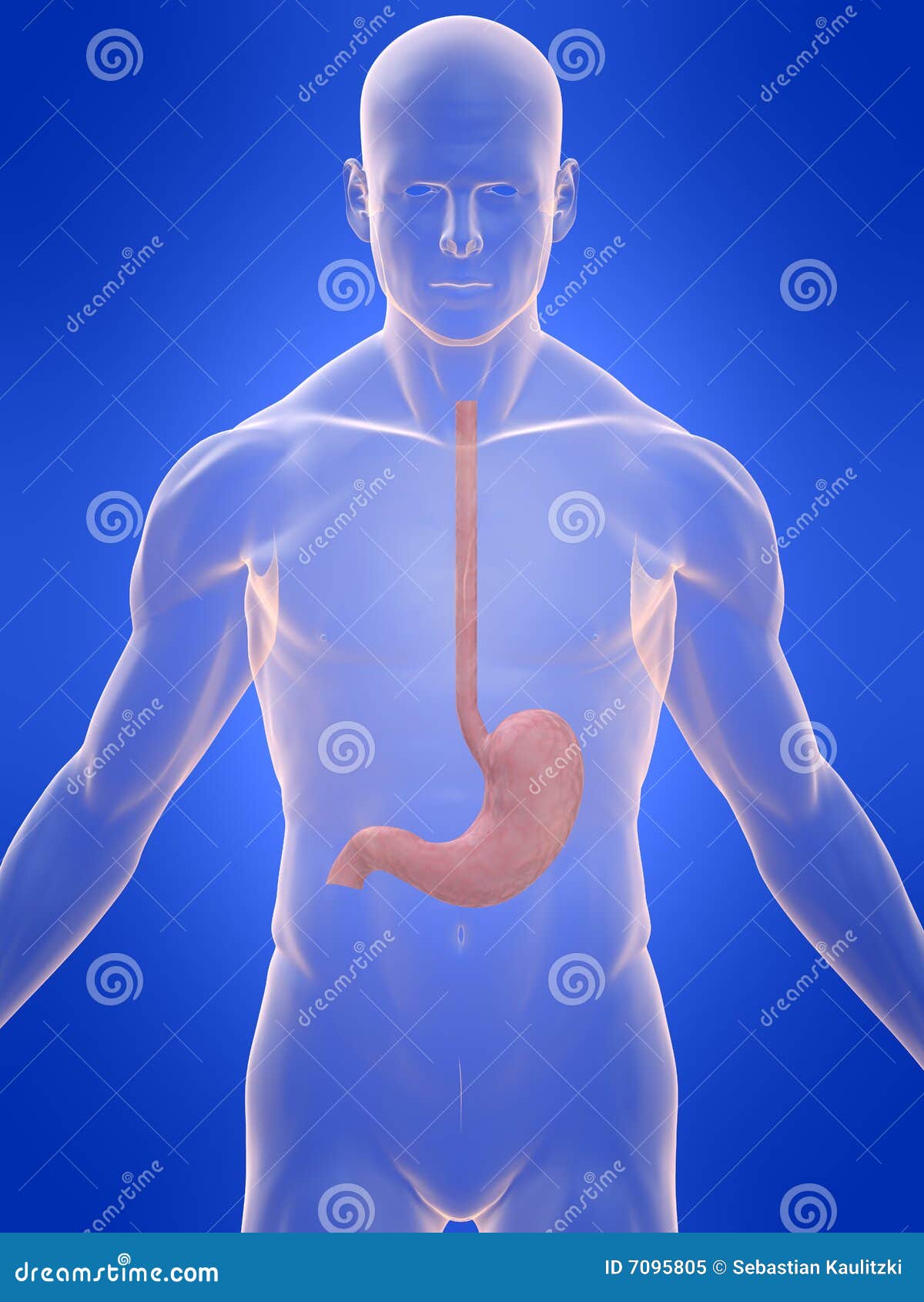 Estomac humain illustration stock. Illustration of gastrique - 7095805