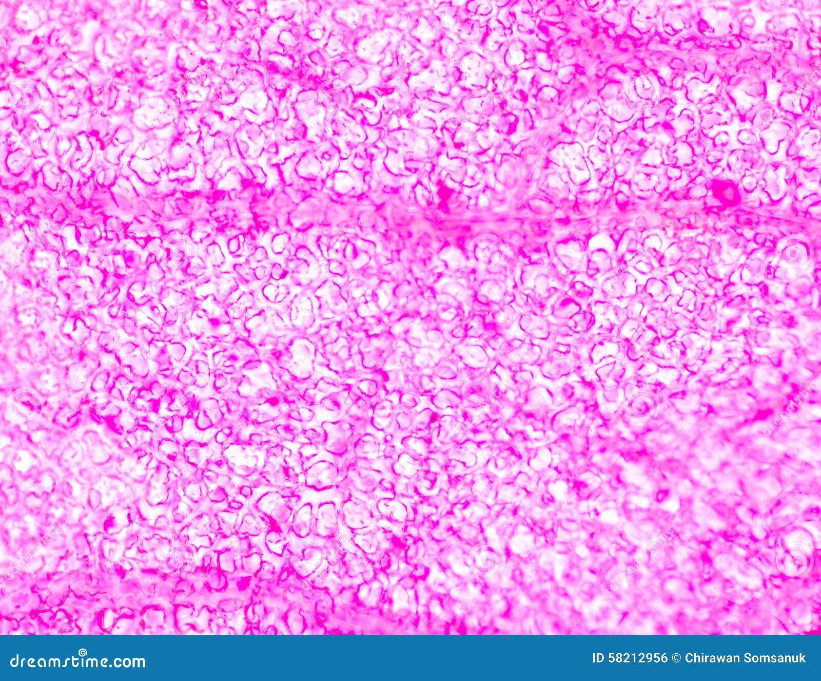 Estomas En La Hoja De La Planta Foto de archivo - Imagen de intercambio ...