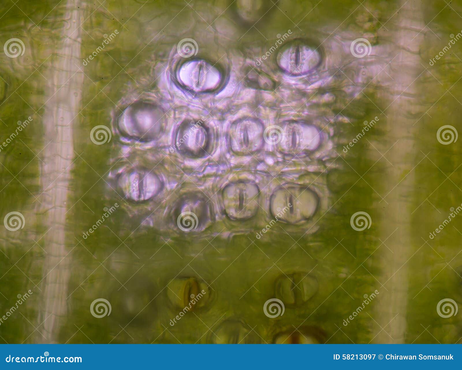 Estomas En La Hoja De La Planta Imagen de archivo - Imagen de vida ...