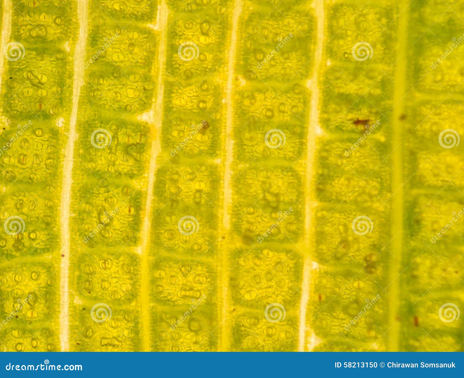 Estomas En La Hoja De La Planta Foto de archivo - Imagen de agua, vida ...