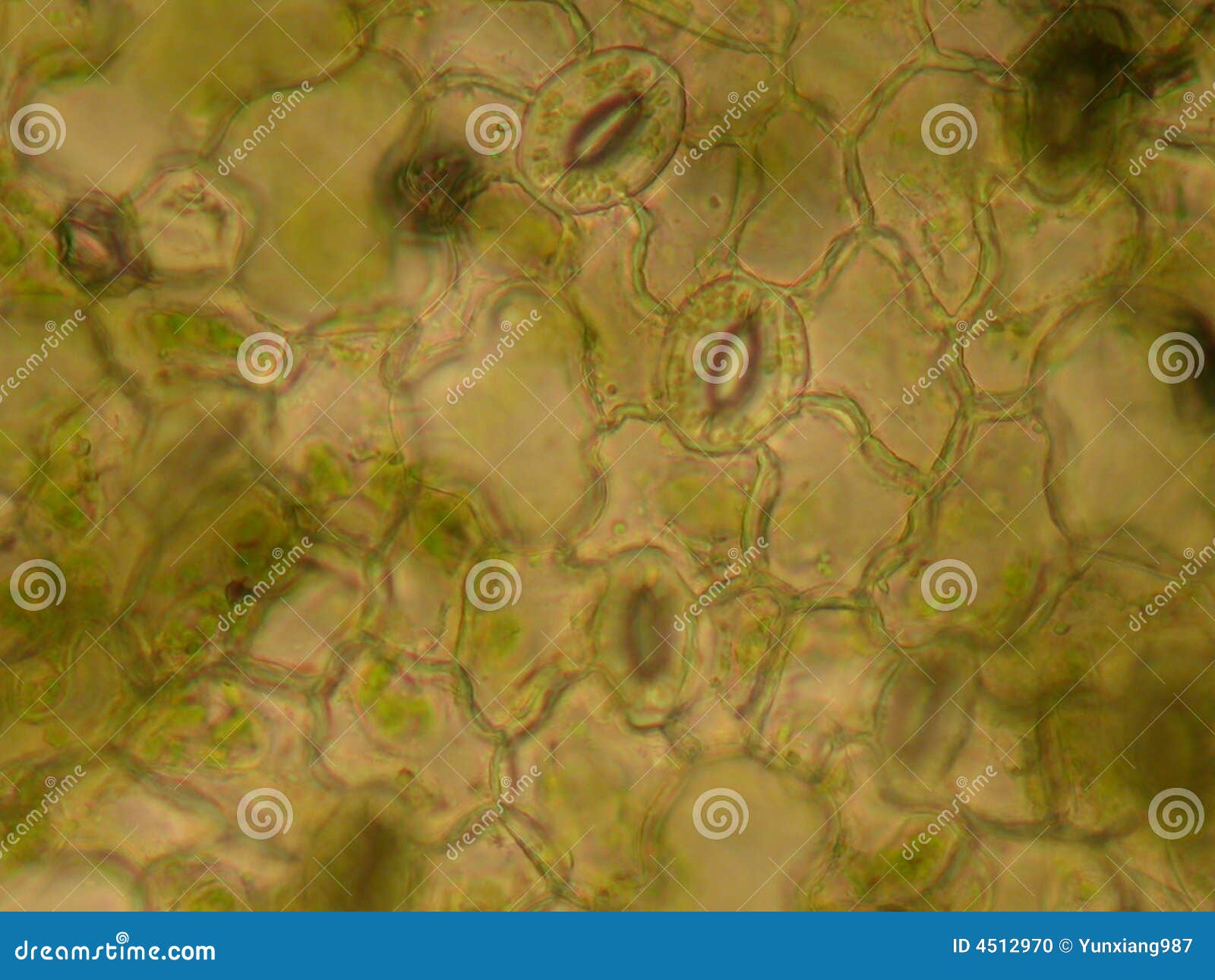 Estomas en una hoja foto de archivo. Imagen de fino, vida - 4512970