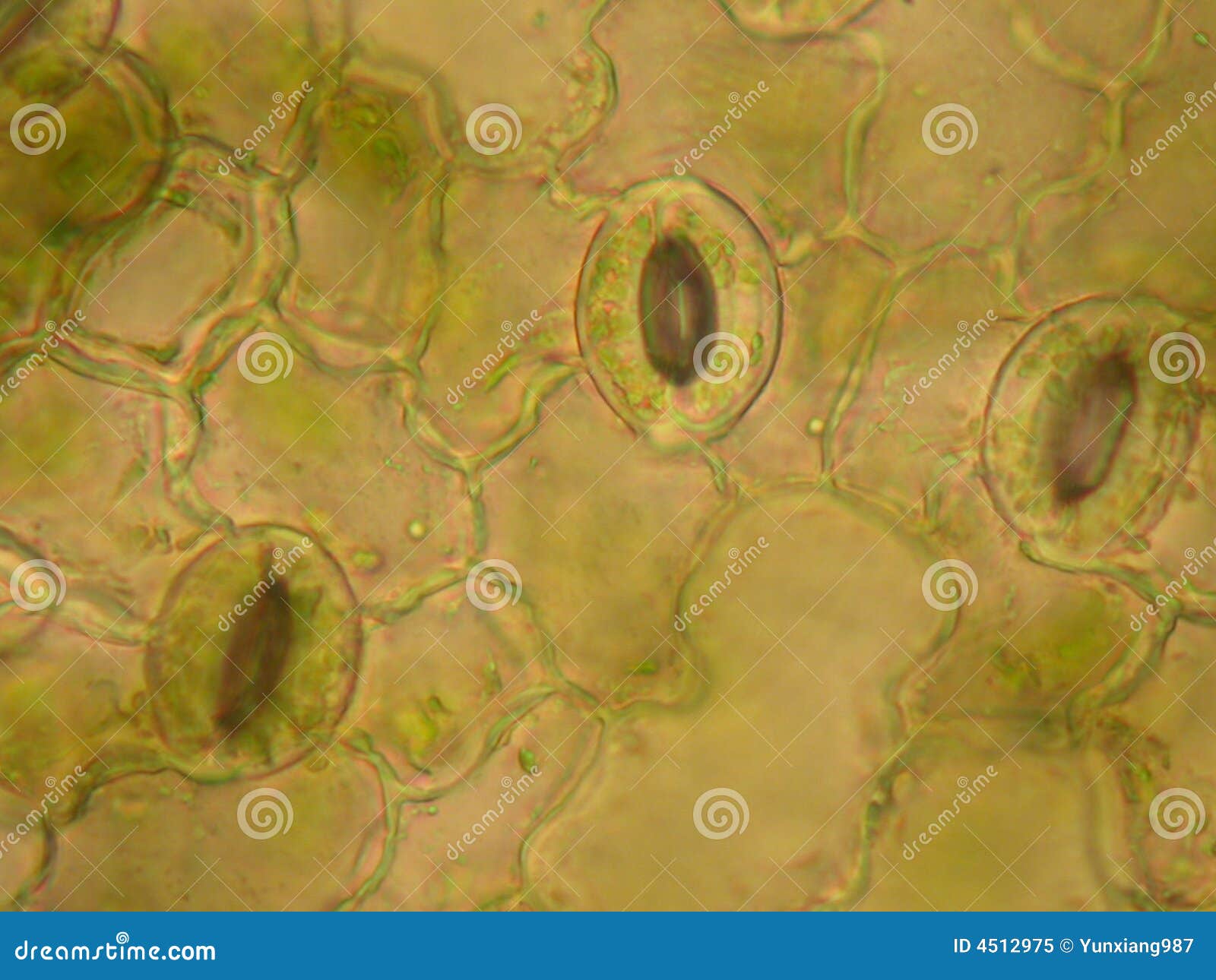 Estomas De Hojas Al Microscopio Estomas De Aristotelia Chilensis