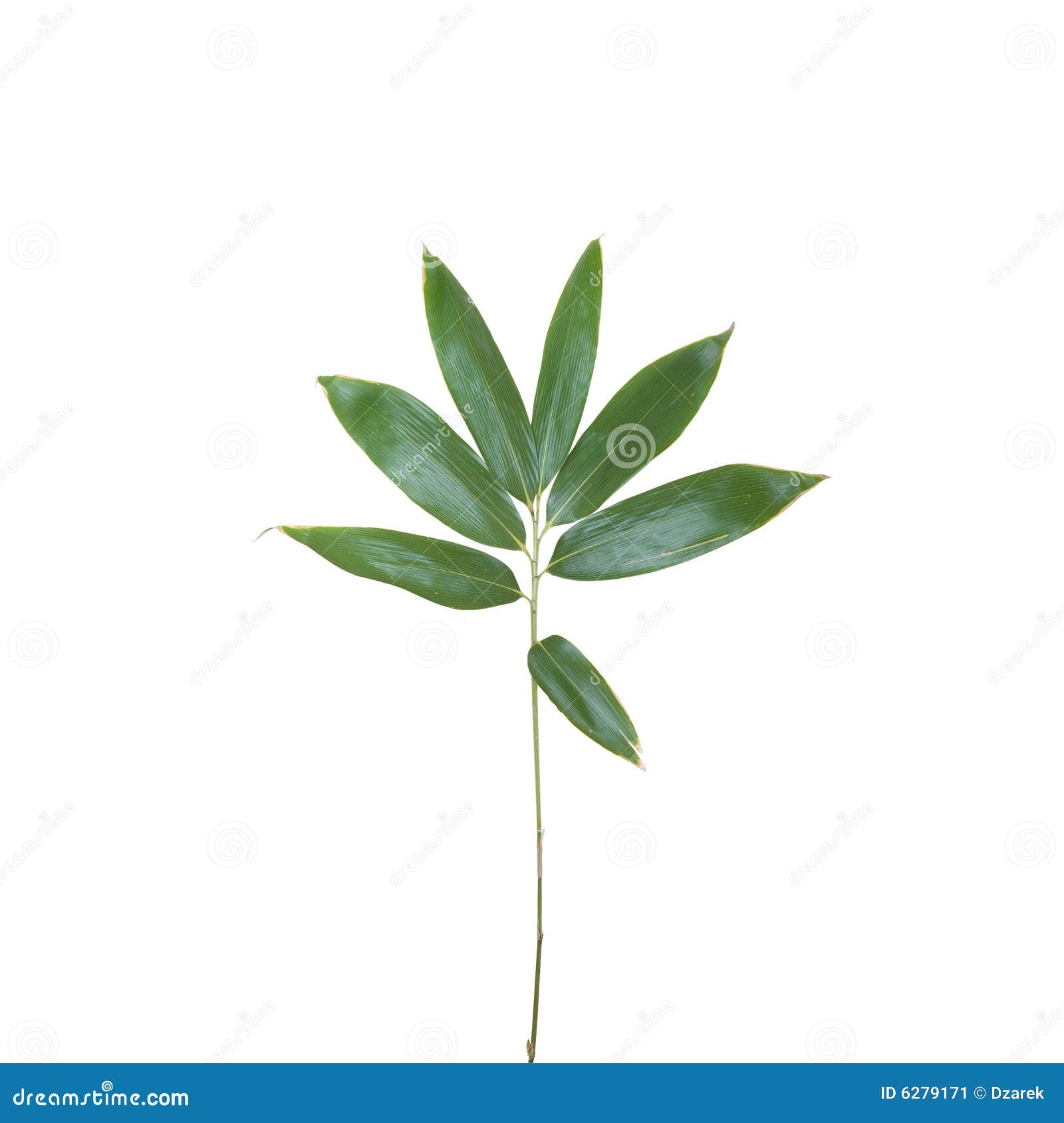 Estoque De Bambu Com Sete Folhas Imagem de Stock - Imagem de bambu ...