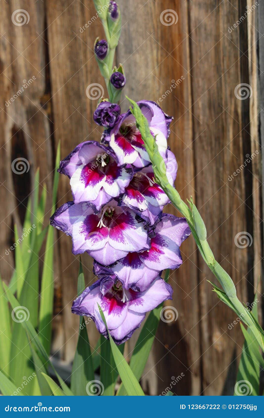 Estoque Vistoso Violeta E Branco Da Flor De Gladiola Foto de Stock ...