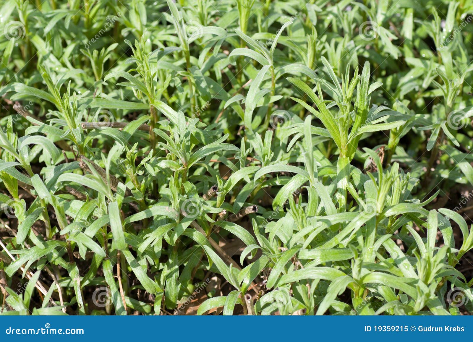 Estragon stockbild. Bild von würzen, estragon, garten - 19359215