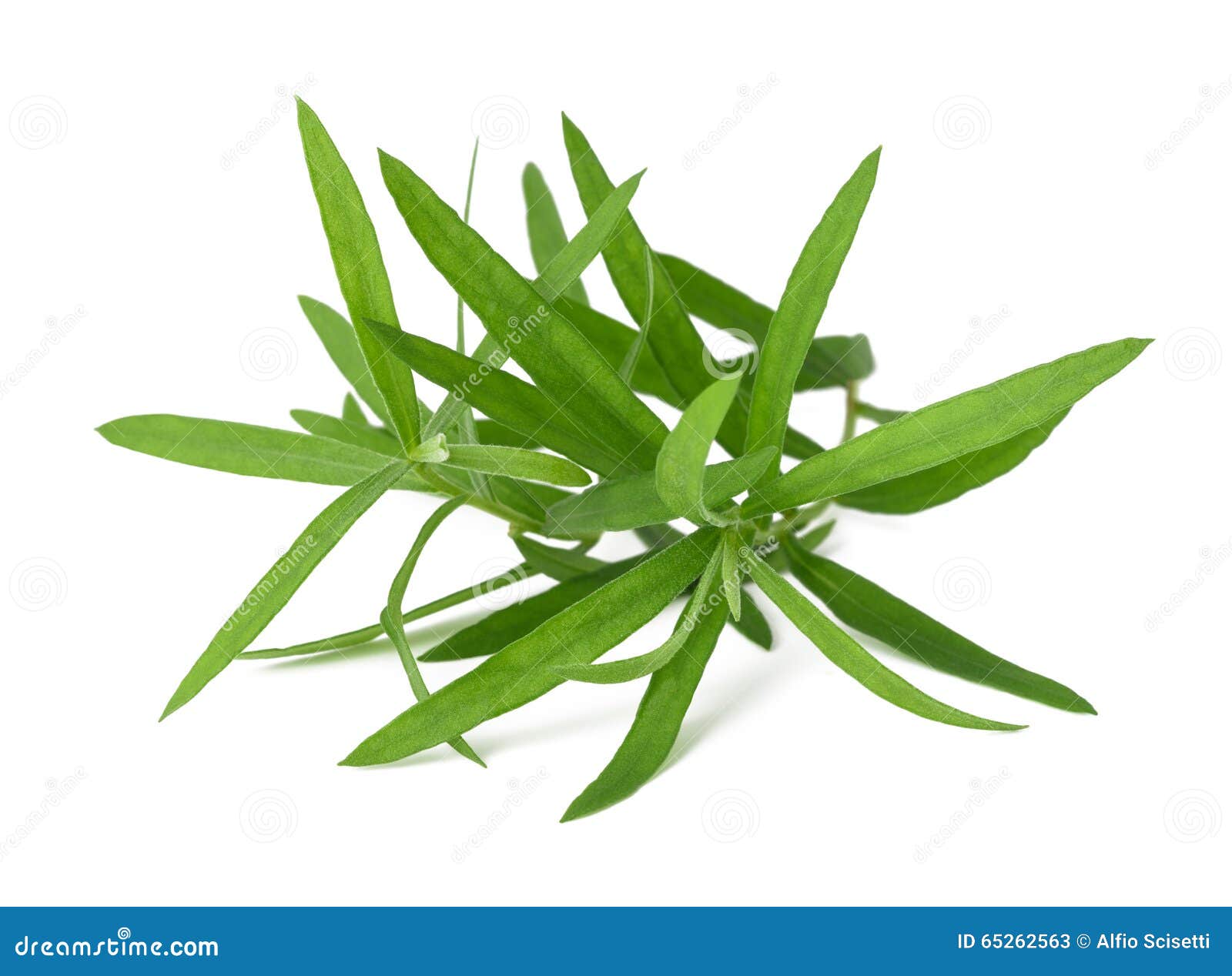 Estragon image stock. Image of brindille, fond, vert - 65262563