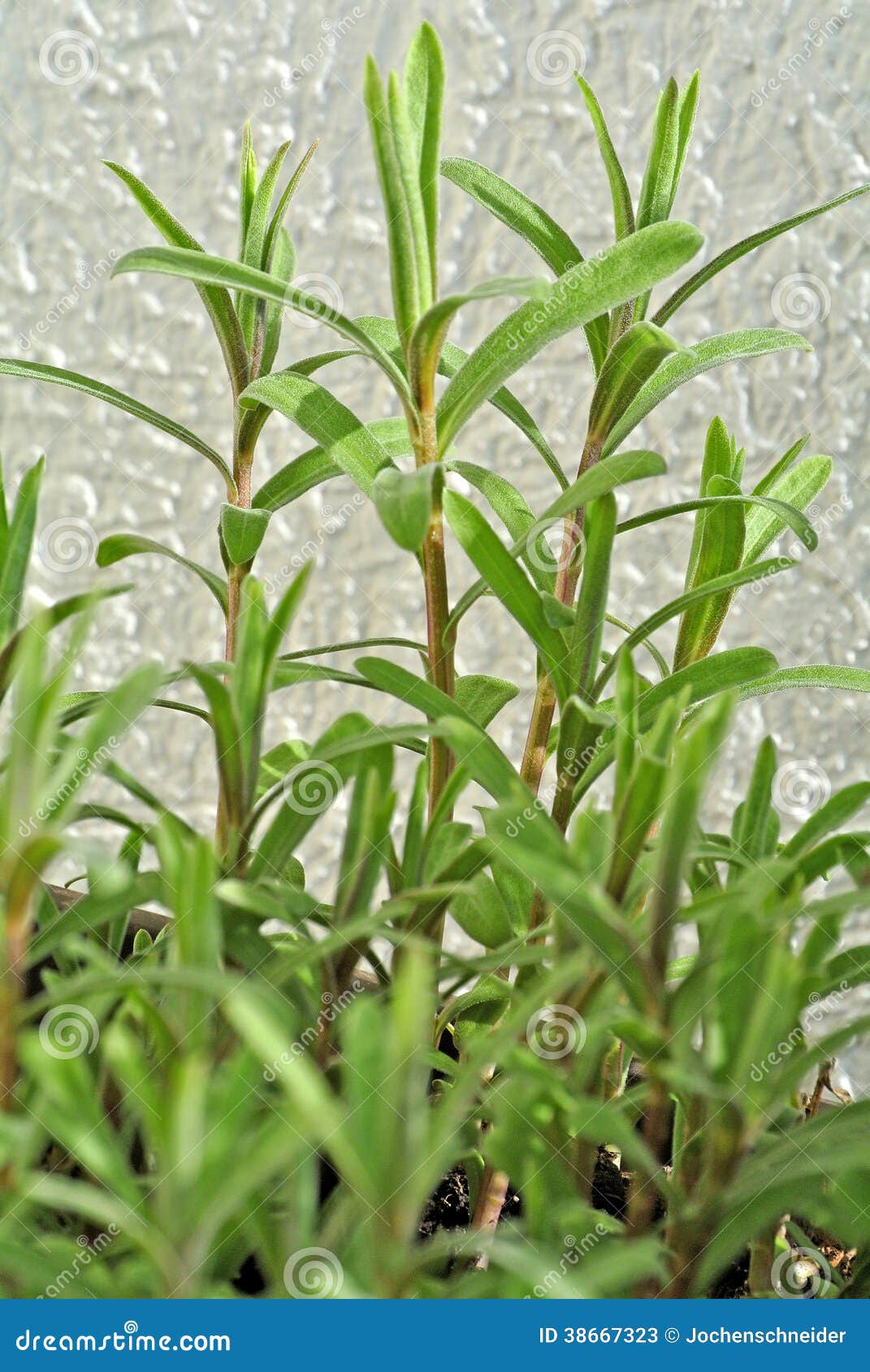 Estragon, Kraut stockbild. Bild von frech, frisch, organisch - 38667323