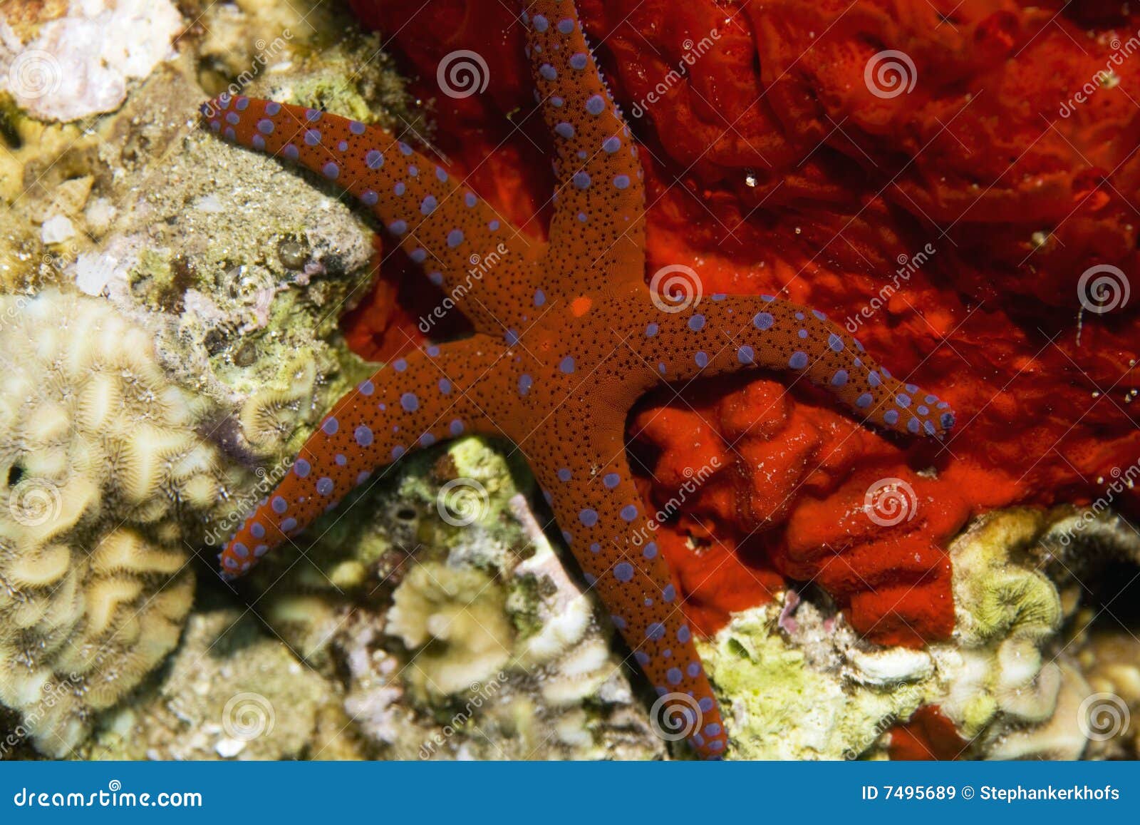 Estrela de mar de Ghardaqa imagem de stock. Imagem de nave - 7495689