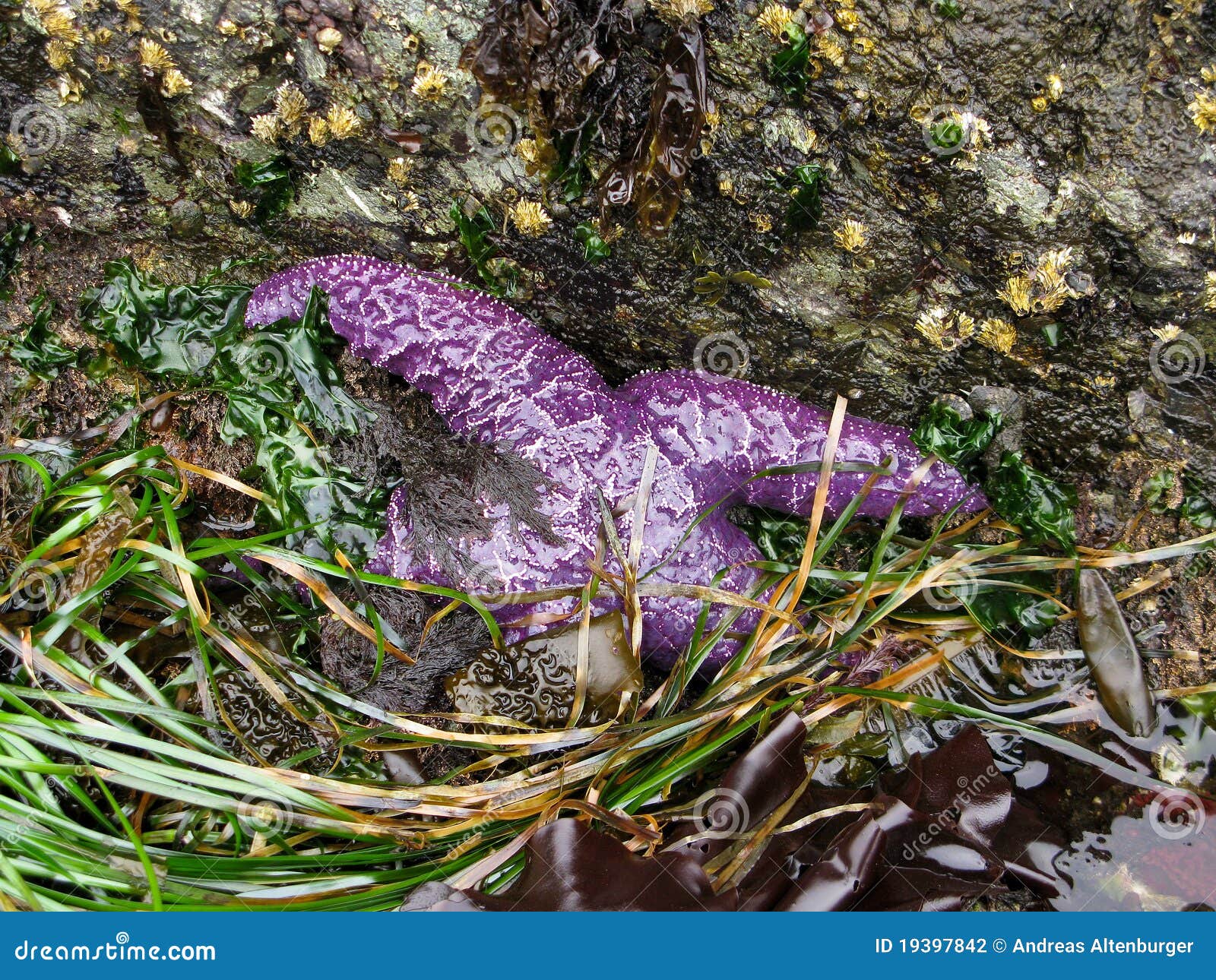 Estrela de mar roxa foto de stock. Imagem de roxo, marinho - 19397842
