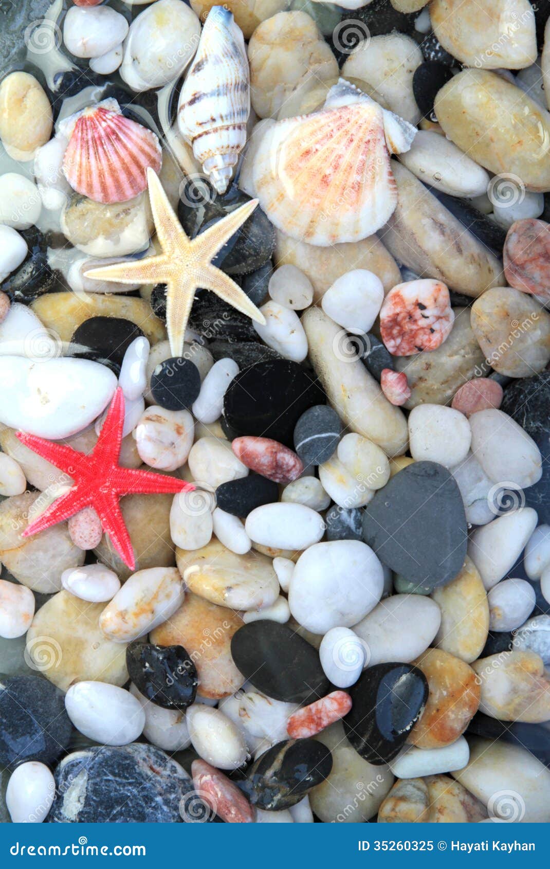 Estrela Do Mar, Concha Do Mar, E Pedras Coloridas Do Seixo Imagem de ...