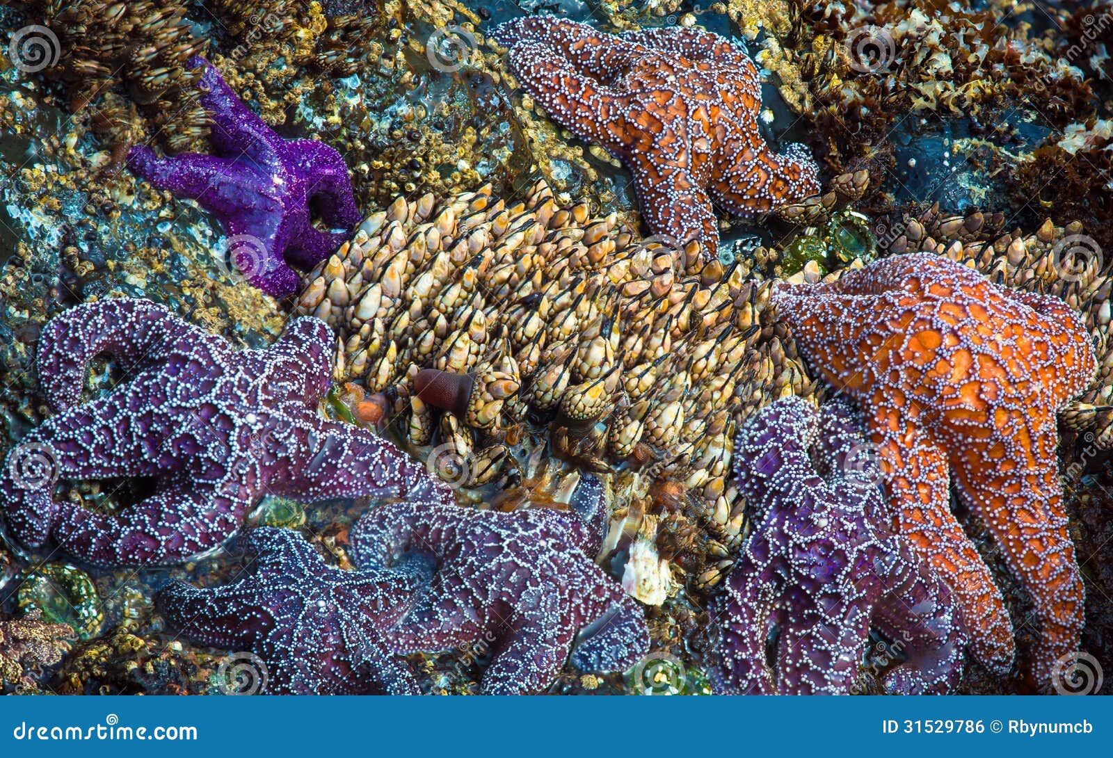 Estrela do mar e cracas foto de stock. Imagem de marinho - 31529786