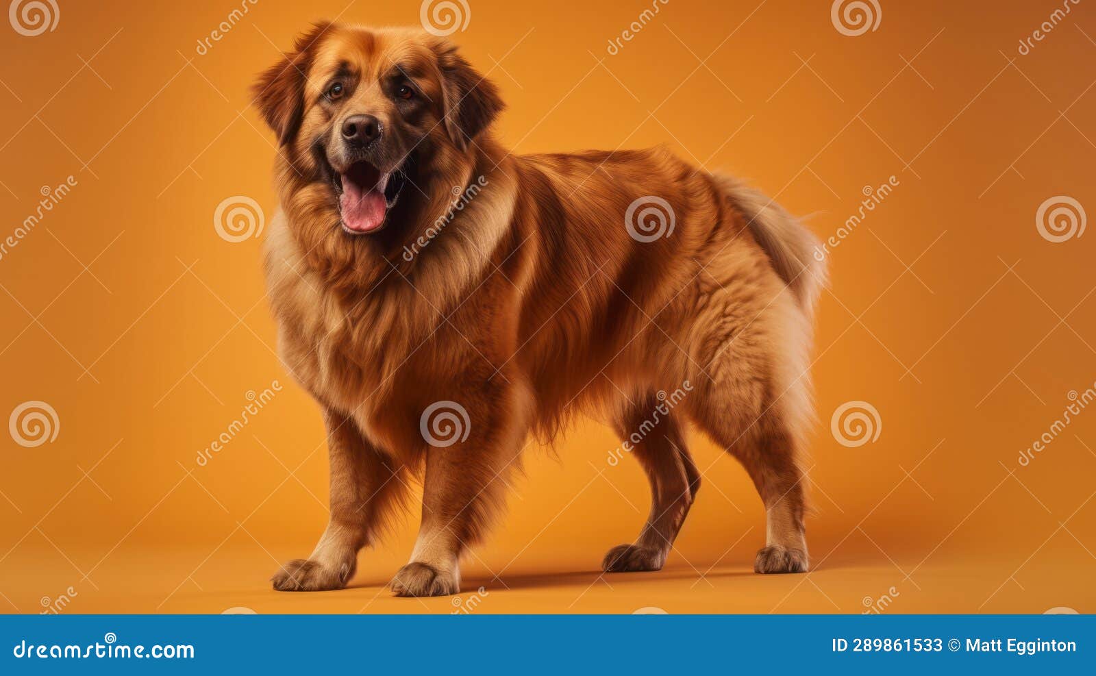 Estrela Mountain Dog Breed Dog Isolated On A Clean White Background ... Estrela Mountain Dog Breed Dog Isolated On A Clean White Background ...