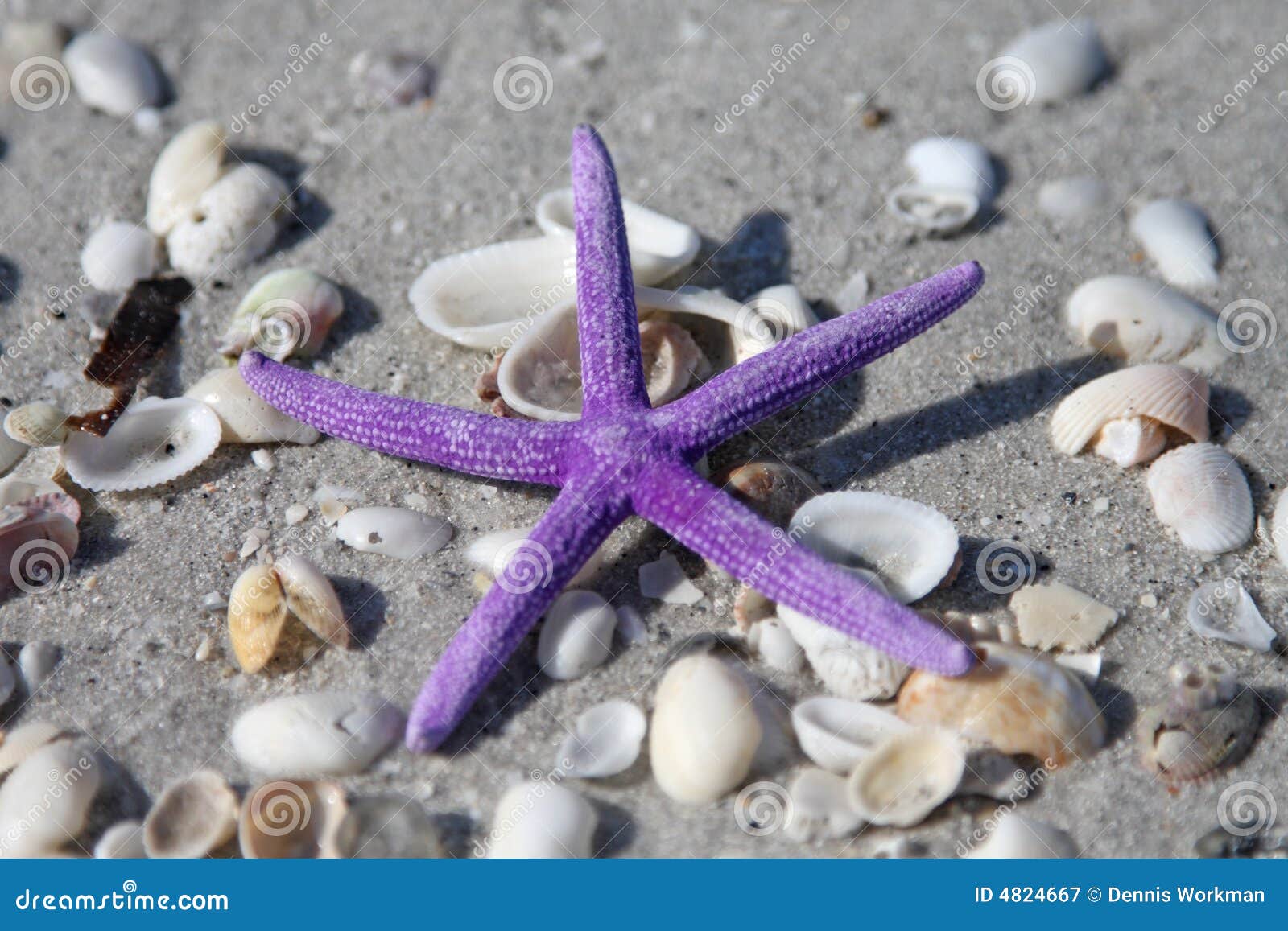 Estrela roxa imagem de stock. Imagem de vida, animal, estrela - 4824667