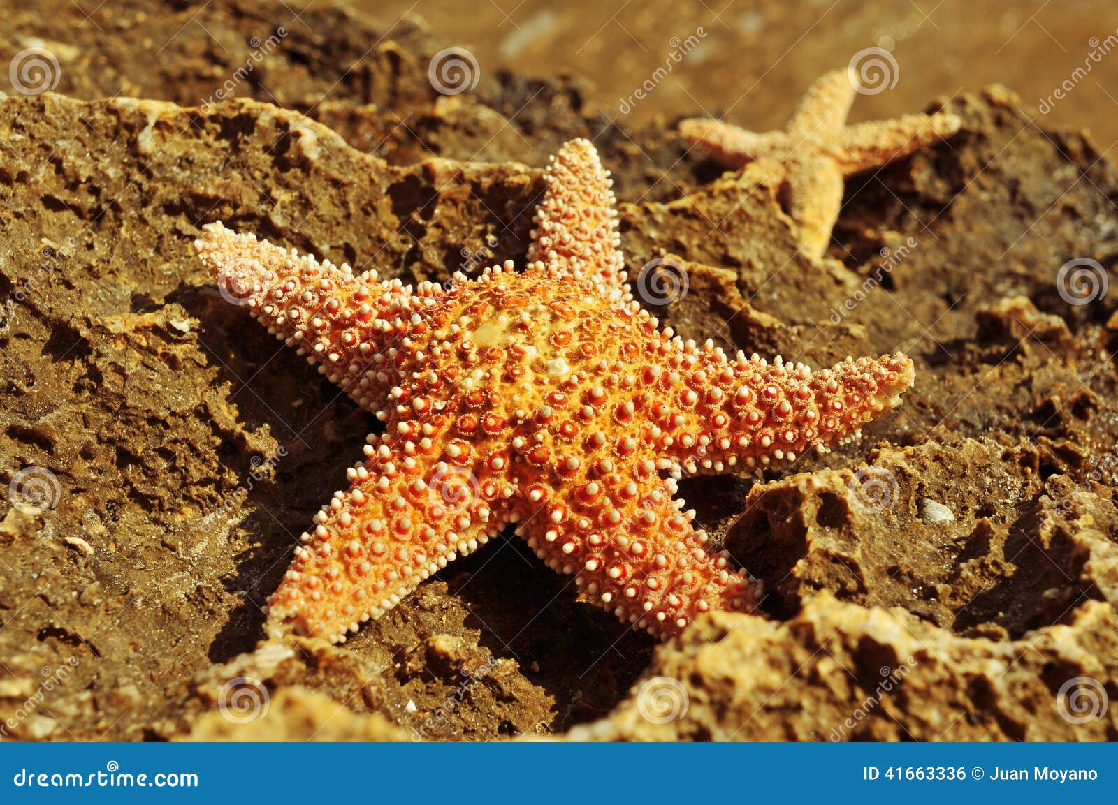 Estrelas Do Mar Em Uma Rocha Foto de Stock - Imagem de cinco, praia ...